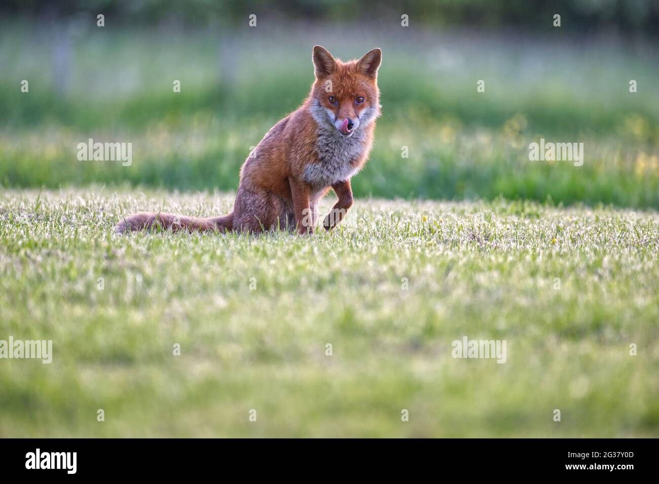 Rotfuchs in butterblumen -Fotos und -Bildmaterial in hoher Auflösung ...