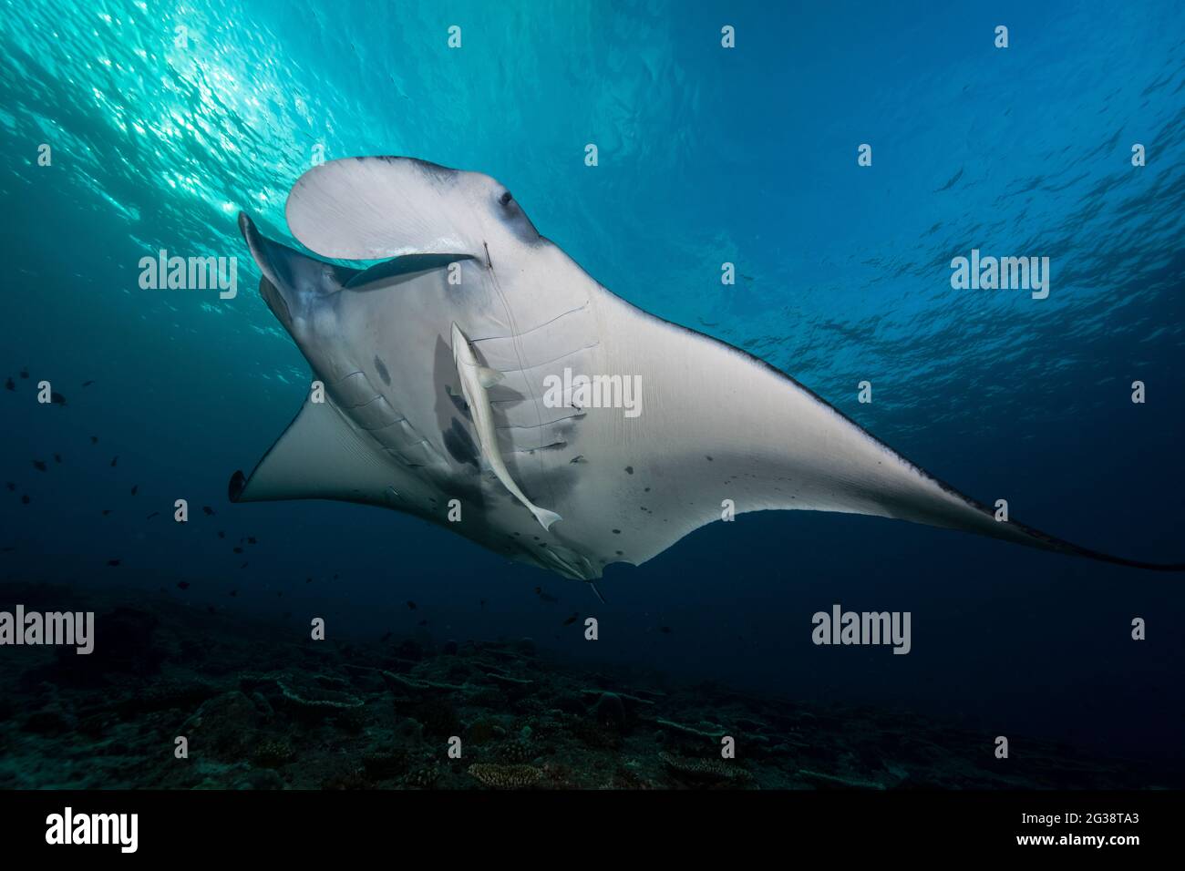 Riff manta ray mobula alfredi -Fotos und -Bildmaterial in hoher ...