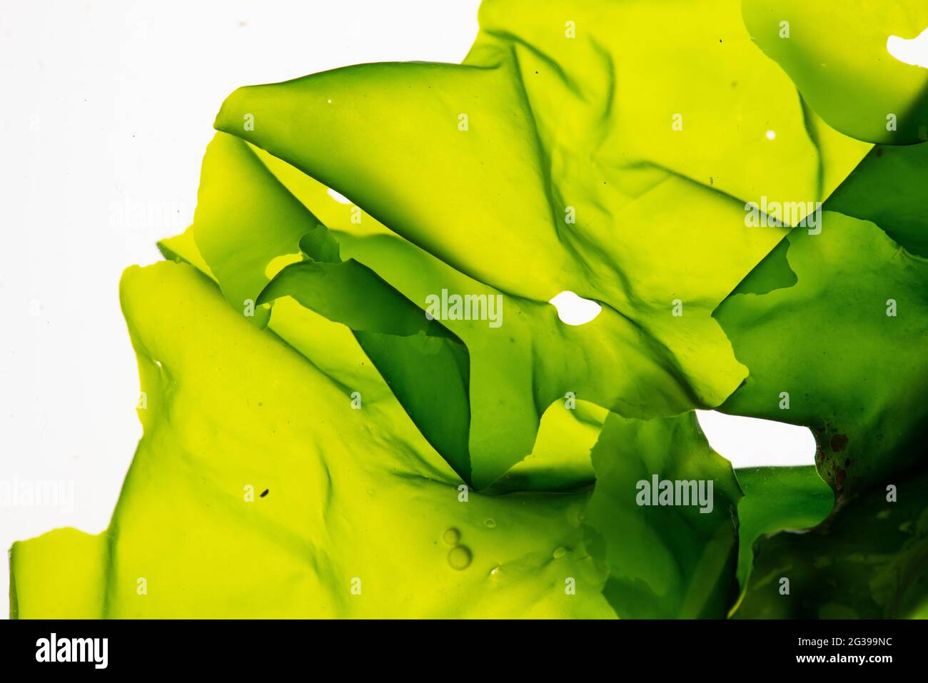 Meer von algen -Fotos und -Bildmaterial in hoher Auflösung – Alamy