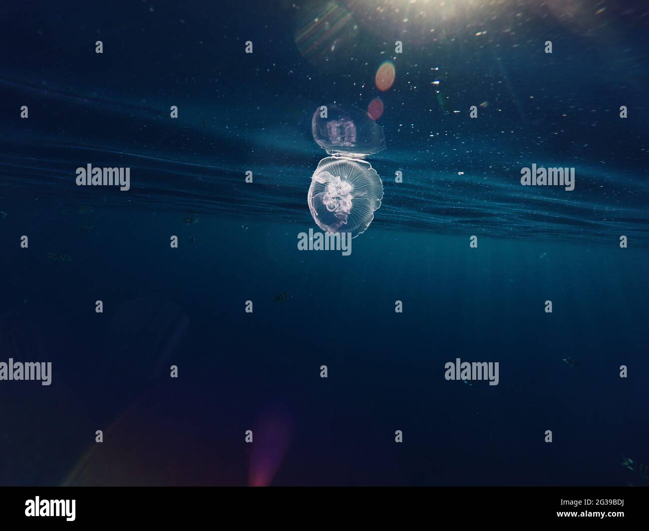 Qualle rot -Fotos und -Bildmaterial in hoher Auflösung – Alamy