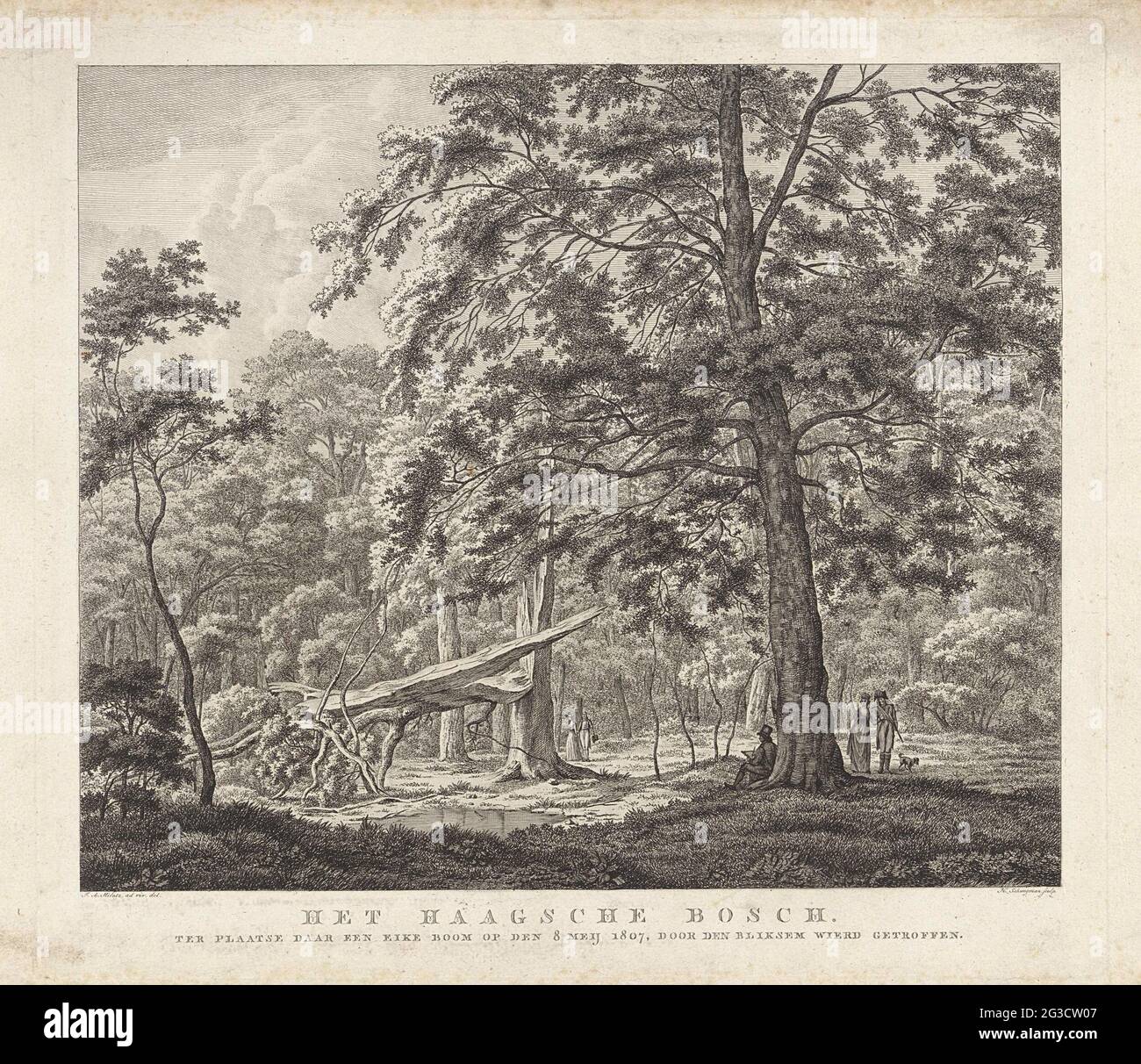 Der vom Blitz betroffene Baum im Haagse Bos; der Haagsche Bosch vor Ort ...