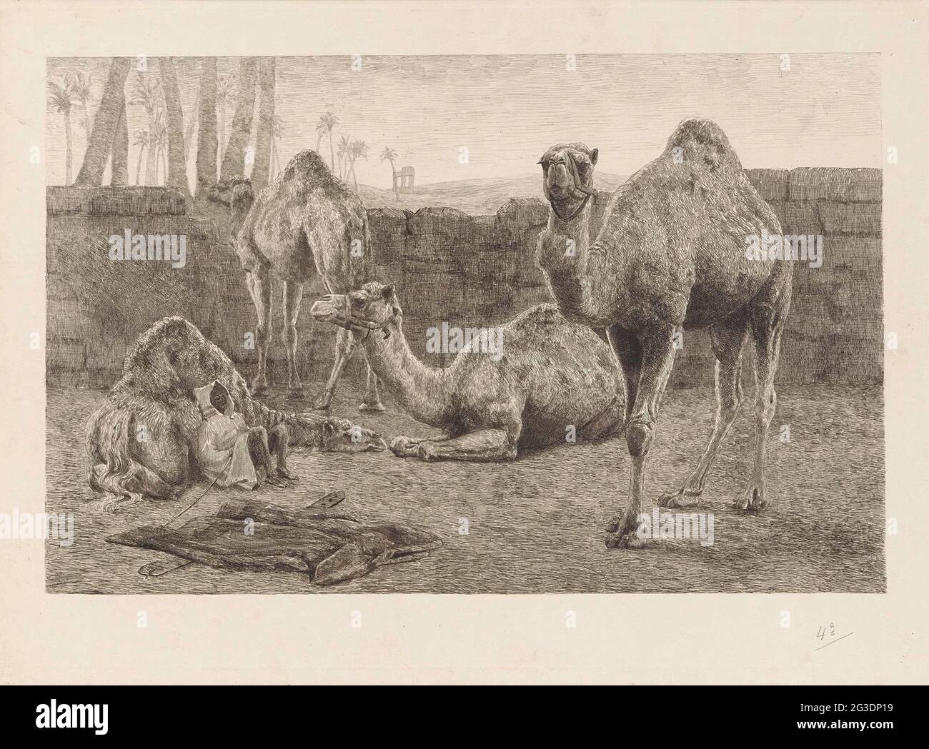 Kamele. Vier Kamele in Steinmauern im Freien. Ein junger Camelist lehnt ...