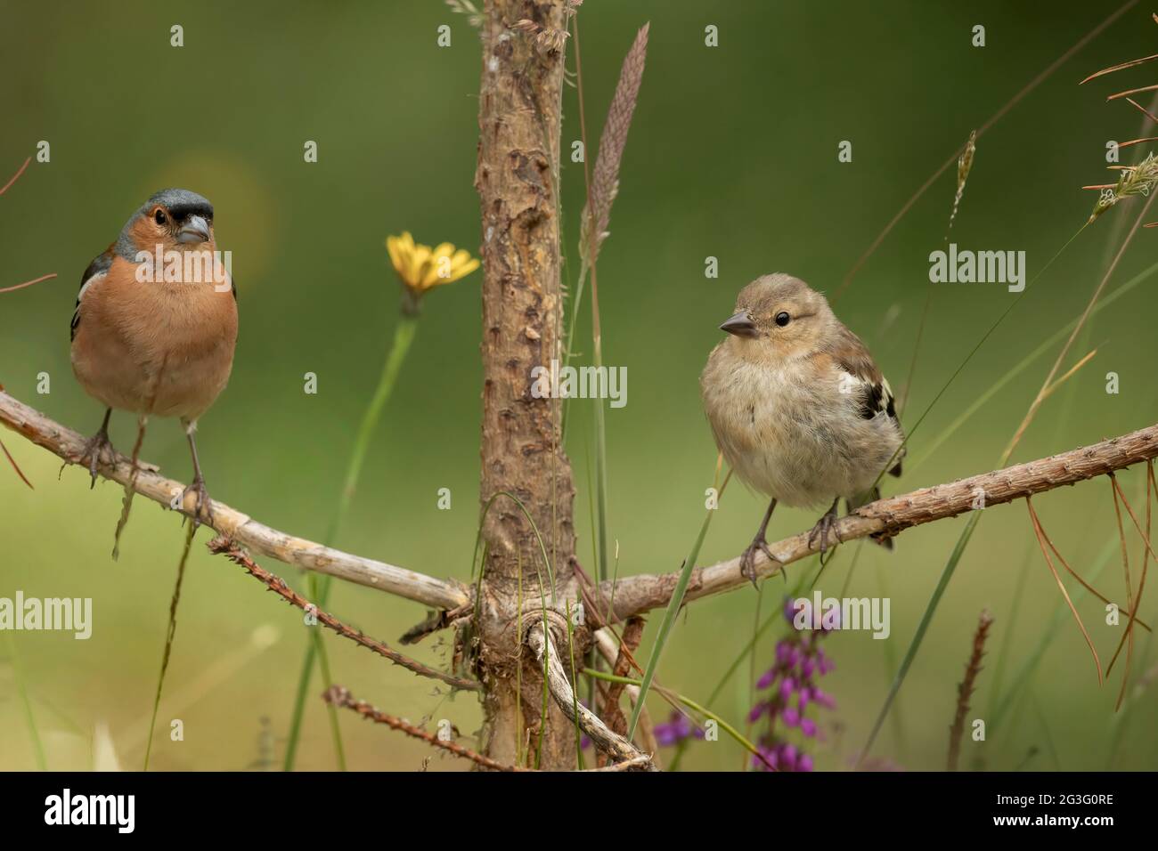 Weibliche buchfinken -Fotos und -Bildmaterial in hoher Auflösung – Alamy