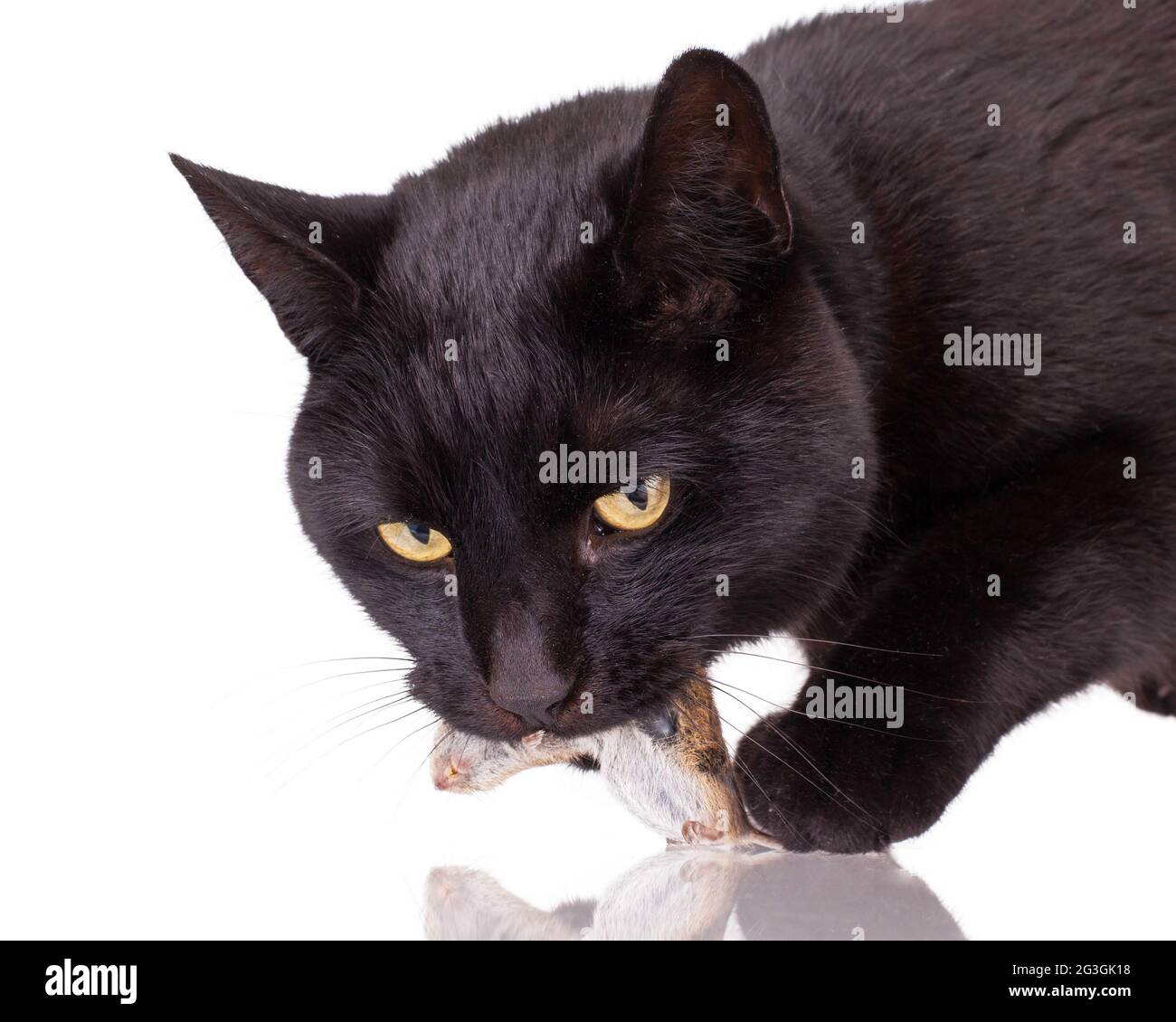 Dead Cat Stockfotos und -bilder Kaufen - Alamy