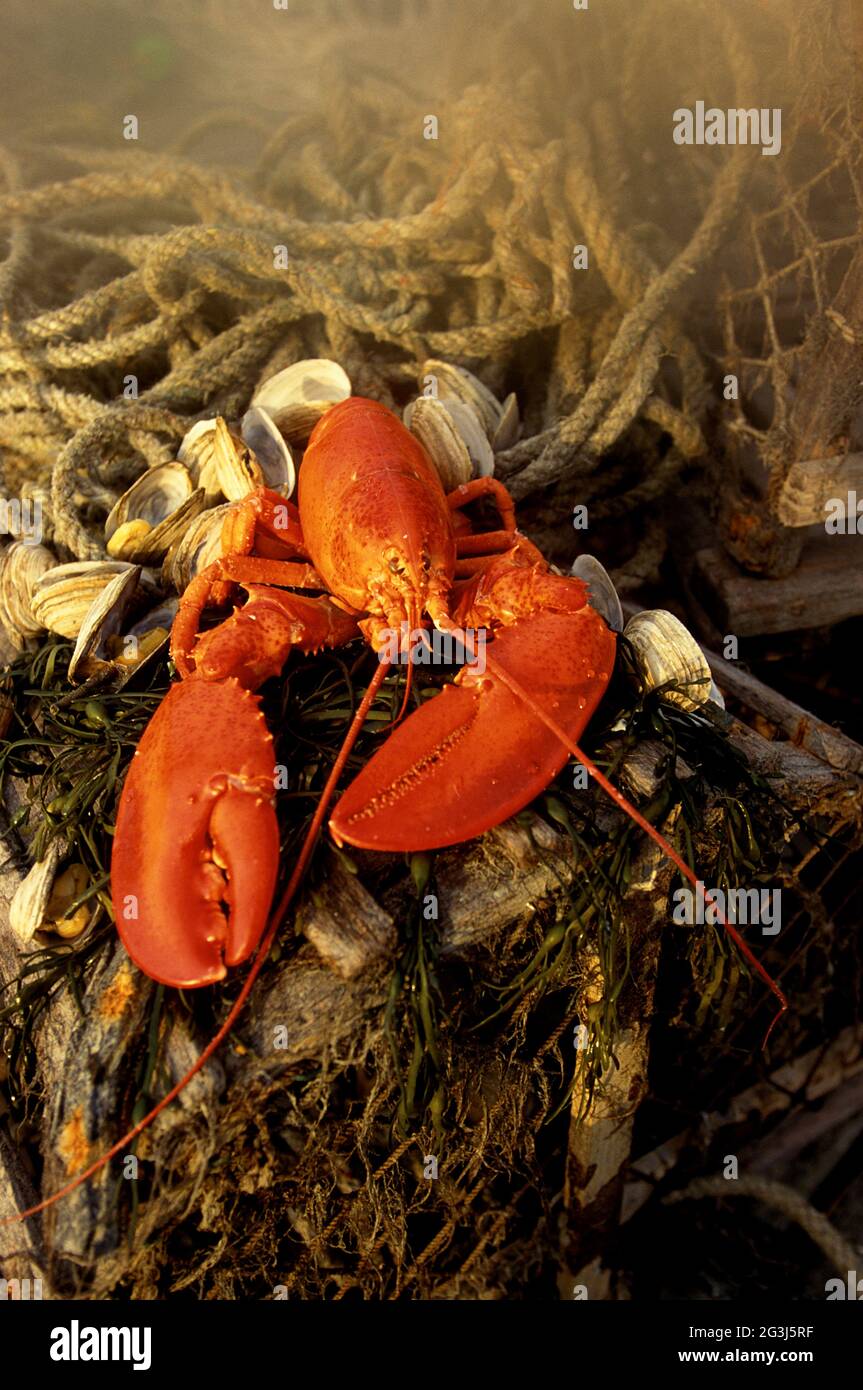 Clam family -Fotos und -Bildmaterial in hoher Auflösung – Alamy