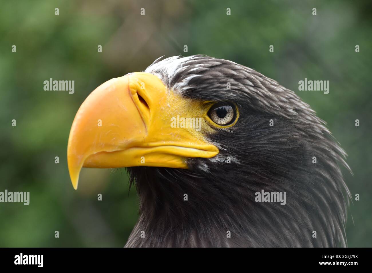 Gelber adler schnabel -Fotos und -Bildmaterial in hoher Auflösung – Alamy