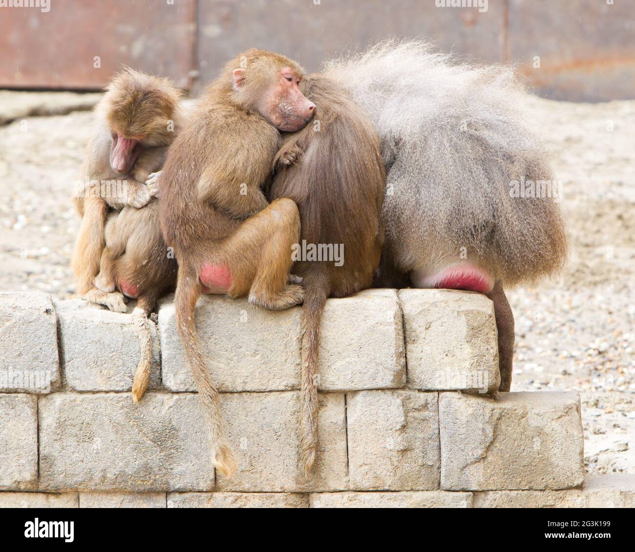 Nasse paviane -Fotos und -Bildmaterial in hoher Auflösung – Alamy