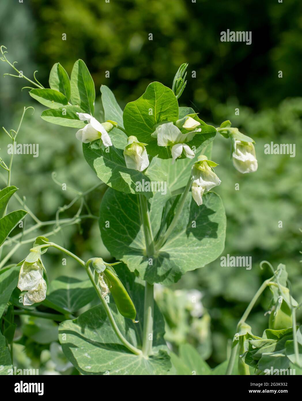 Erbse keimling acker -Fotos und -Bildmaterial in hoher Auflösung – Alamy