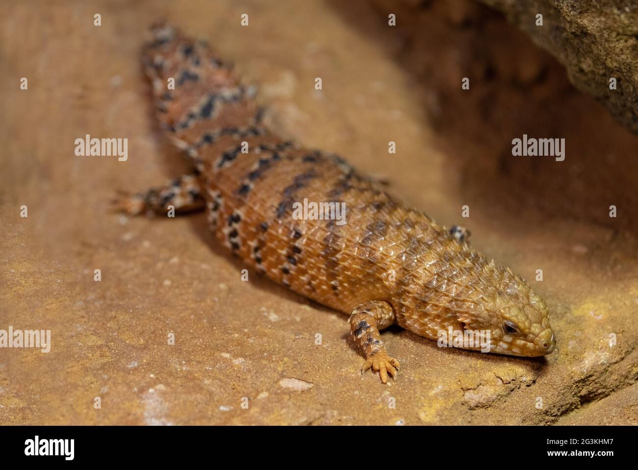 östlicher pilbara stachelschwanz skink -Fotos und -Bildmaterial in ...