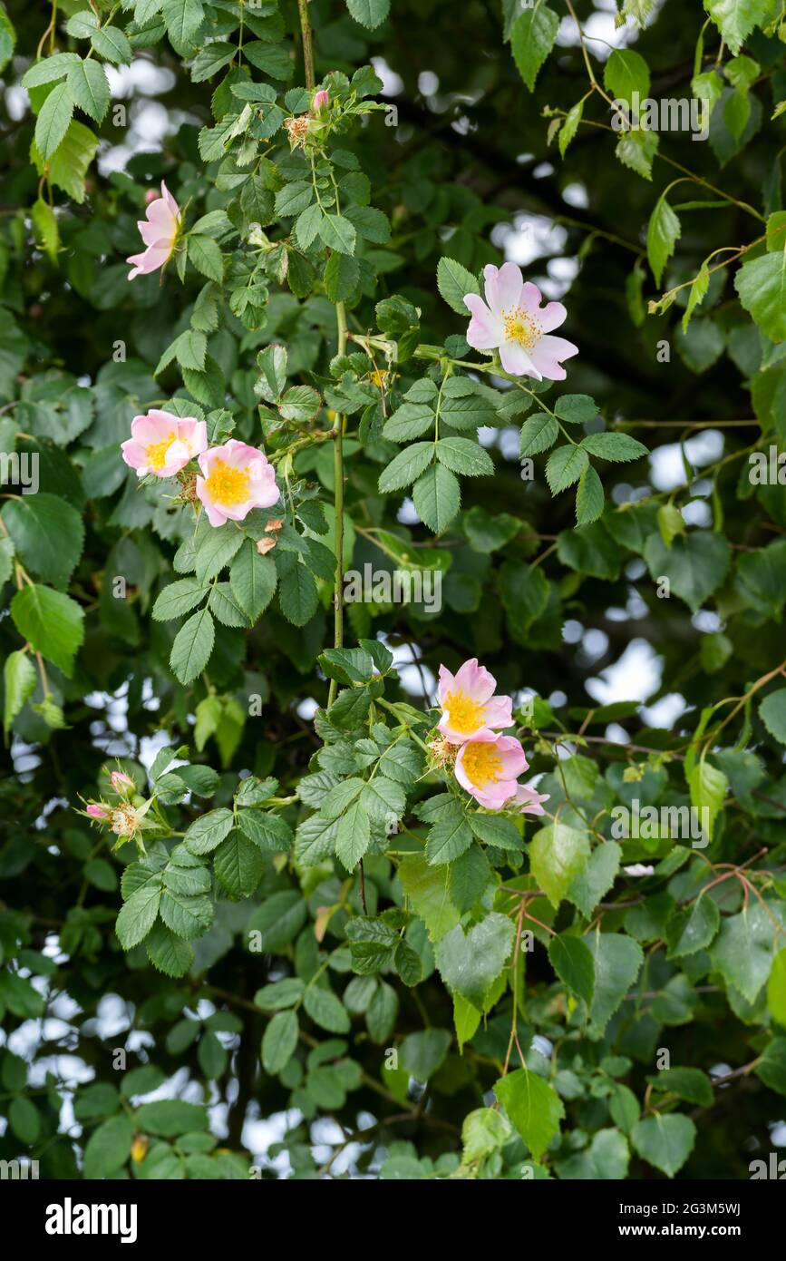 Rosa canina -Fotos und -Bildmaterial in hoher Auflösung – Alamy
