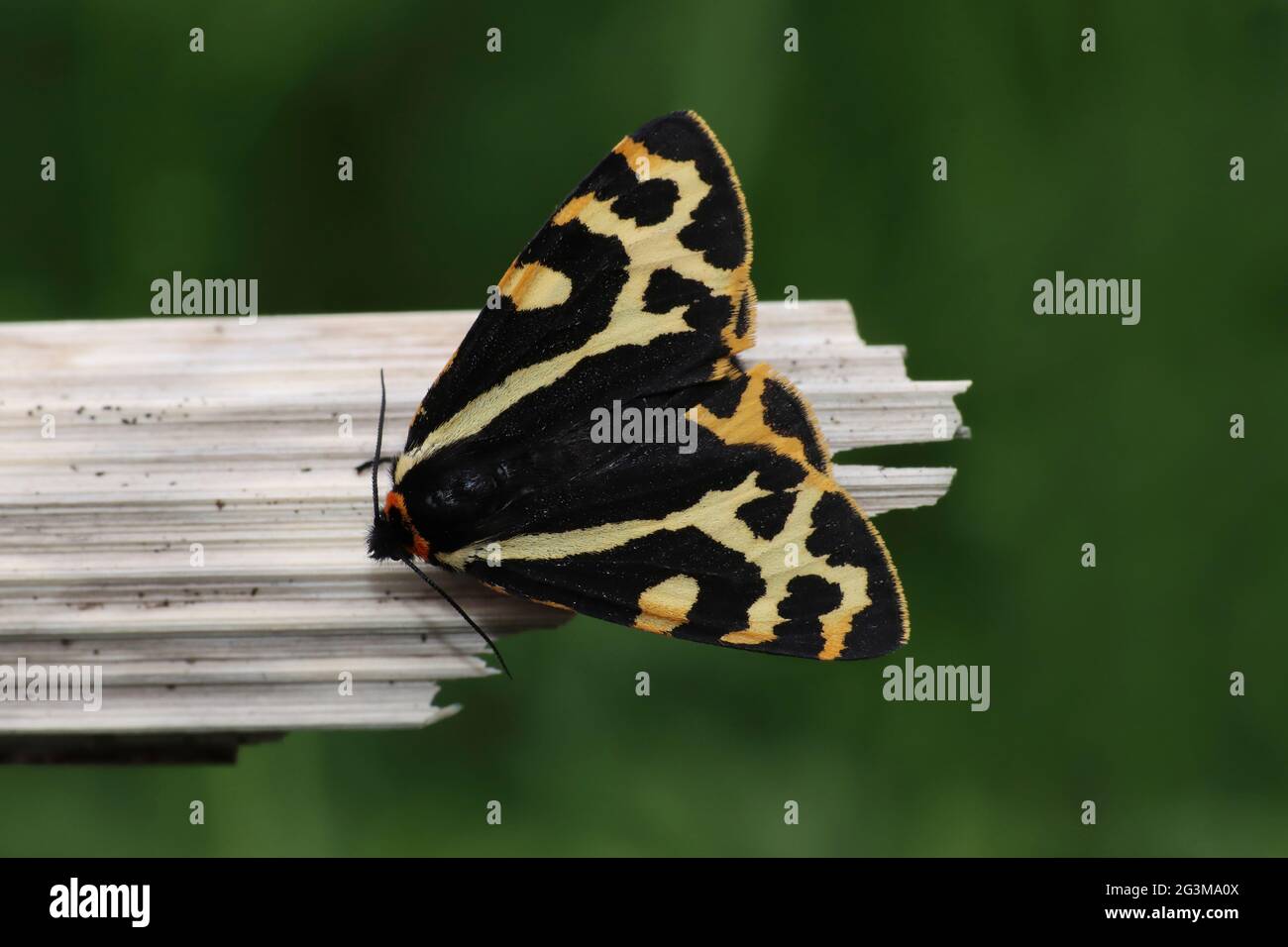Britische mottenarten -Fotos und -Bildmaterial in hoher Auflösung – Alamy