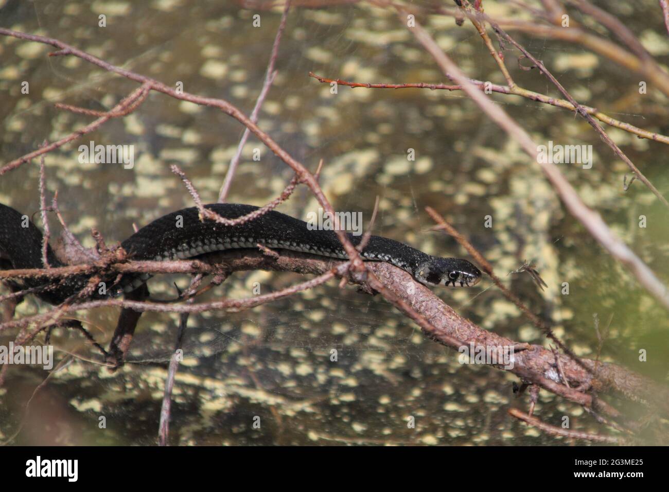 Vipera berus oder eine gewöhnliche europäische Addernatter, die auf den ...