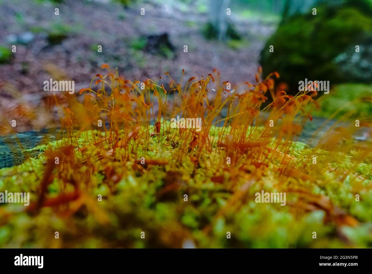 Rotes dünnes Moos auf einem Baumstamm im Wald beim Wandern ...