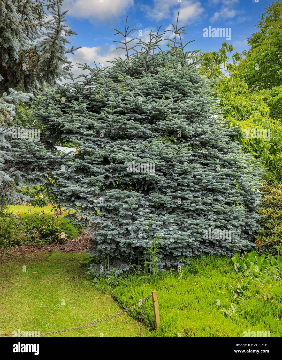 Fichte nadelbaum -Fotos und -Bildmaterial in hoher Auflösung – Alamy