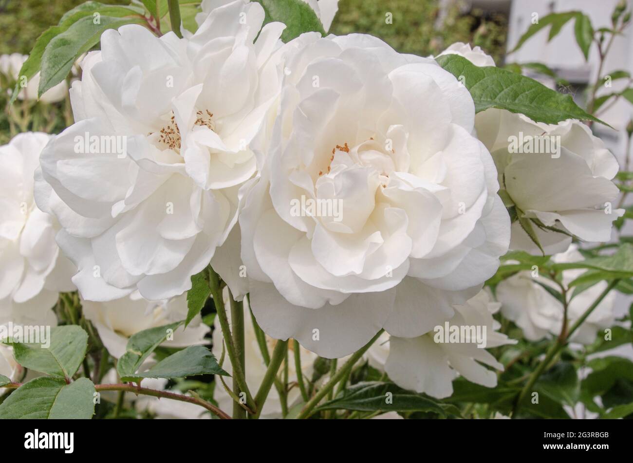 Weisse rose -Fotos und -Bildmaterial in hoher Auflösung – Alamy