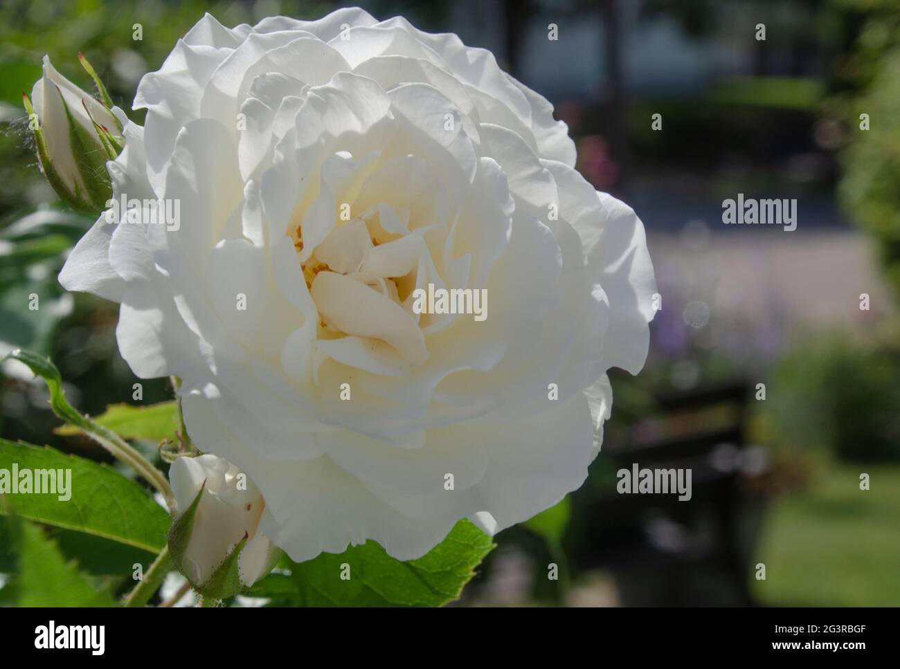 Weisse rose -Fotos und -Bildmaterial in hoher Auflösung – Alamy