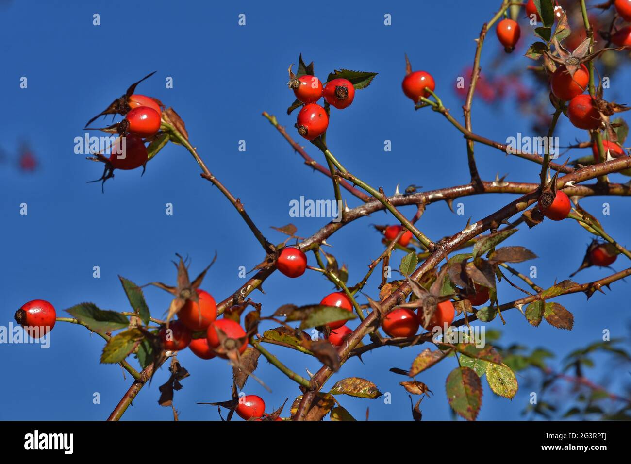Rose corymbifera -Fotos und -Bildmaterial in hoher Auflösung – Alamy