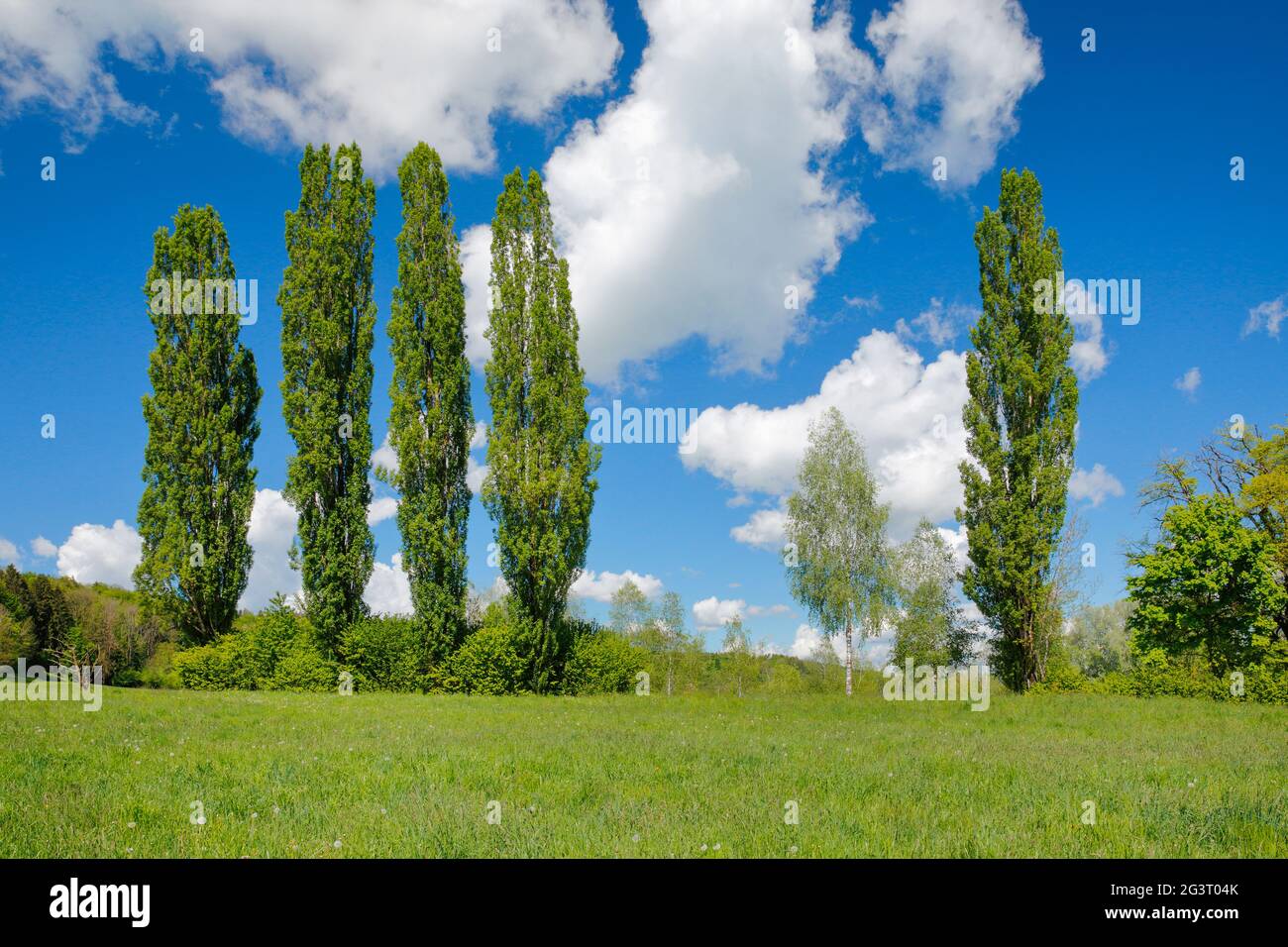 lombardische Pappel (Populus nigra var. italica, Populus nigra 'Italica ...