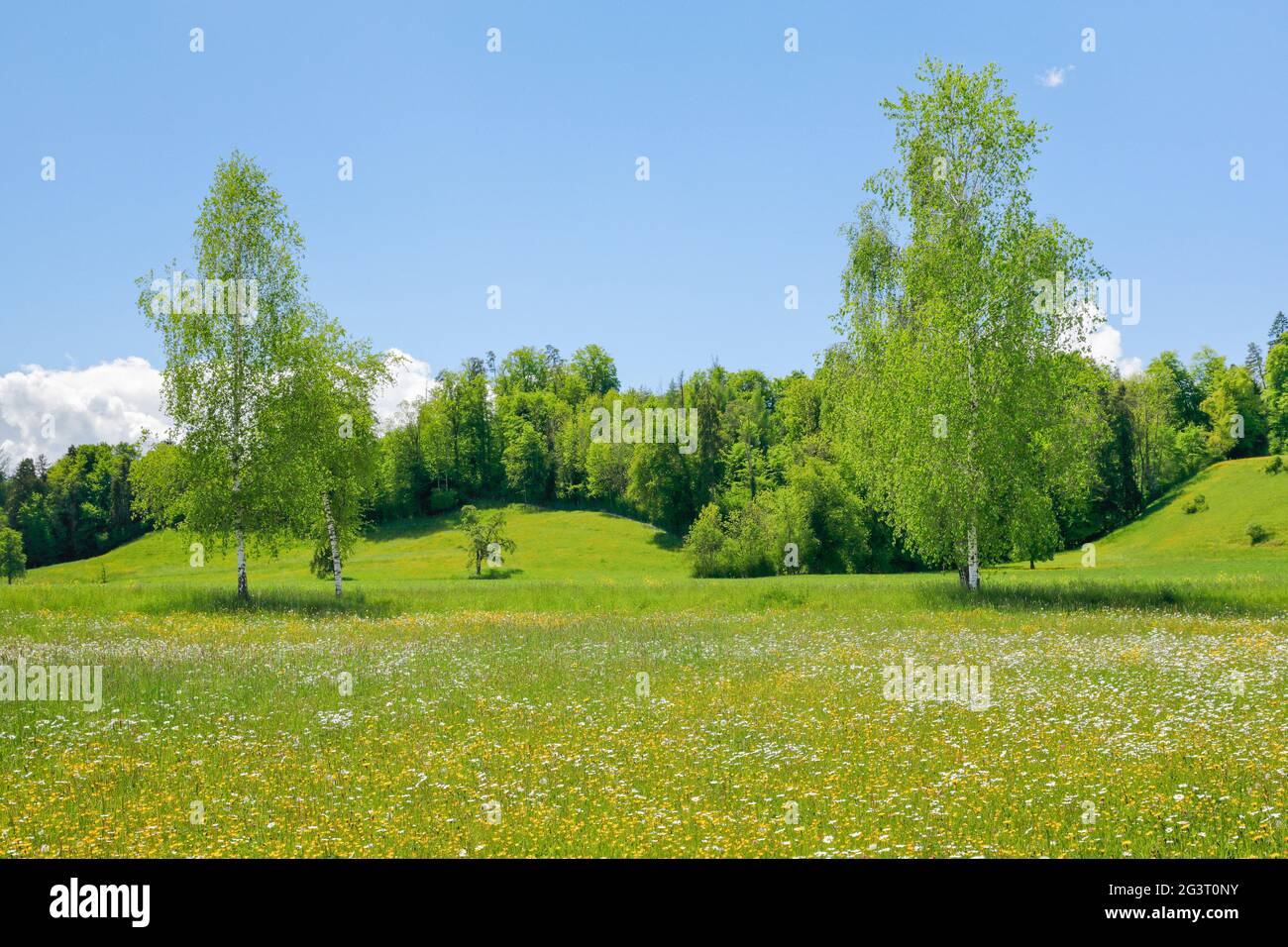 Gemeine Birke, Silberbirke, europäische weiße Birke, weiße Birke ...