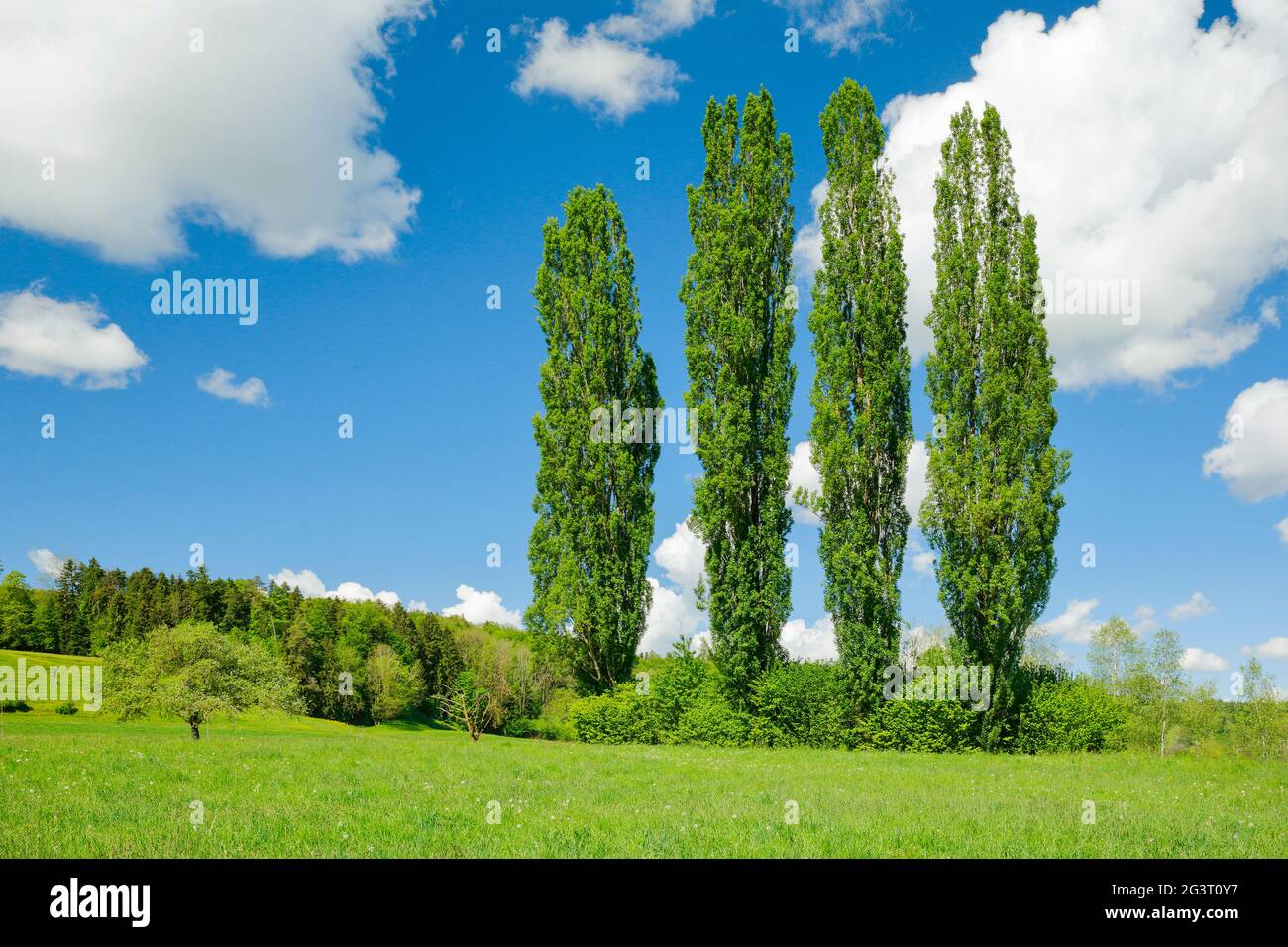 lombardische Pappel (Populus nigra var. italica, Populus nigra 'Italica ...