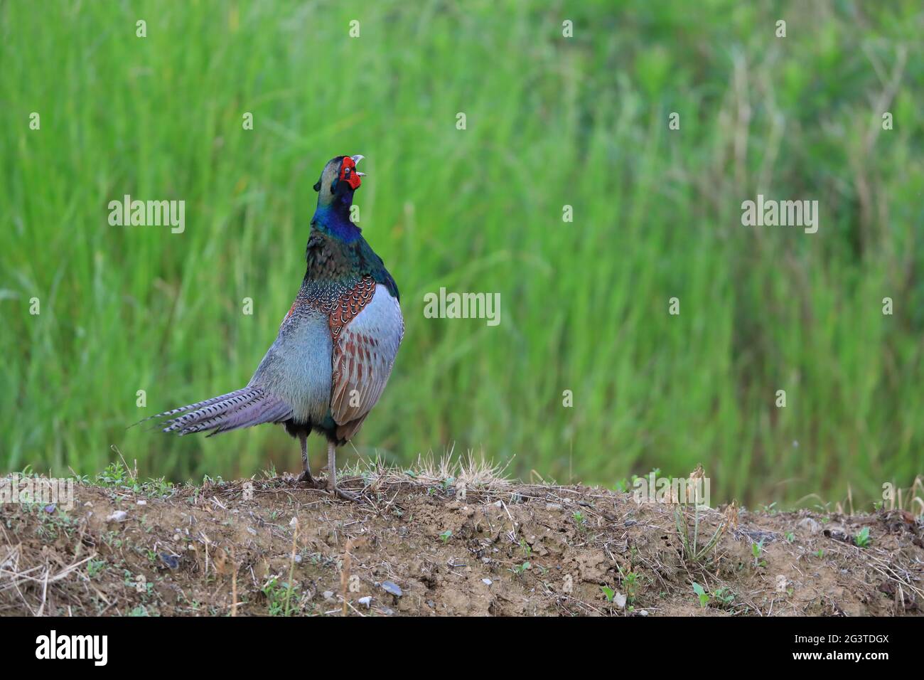 Phasianus Versicolor Stockfotos und -bilder Kaufen - Alamy