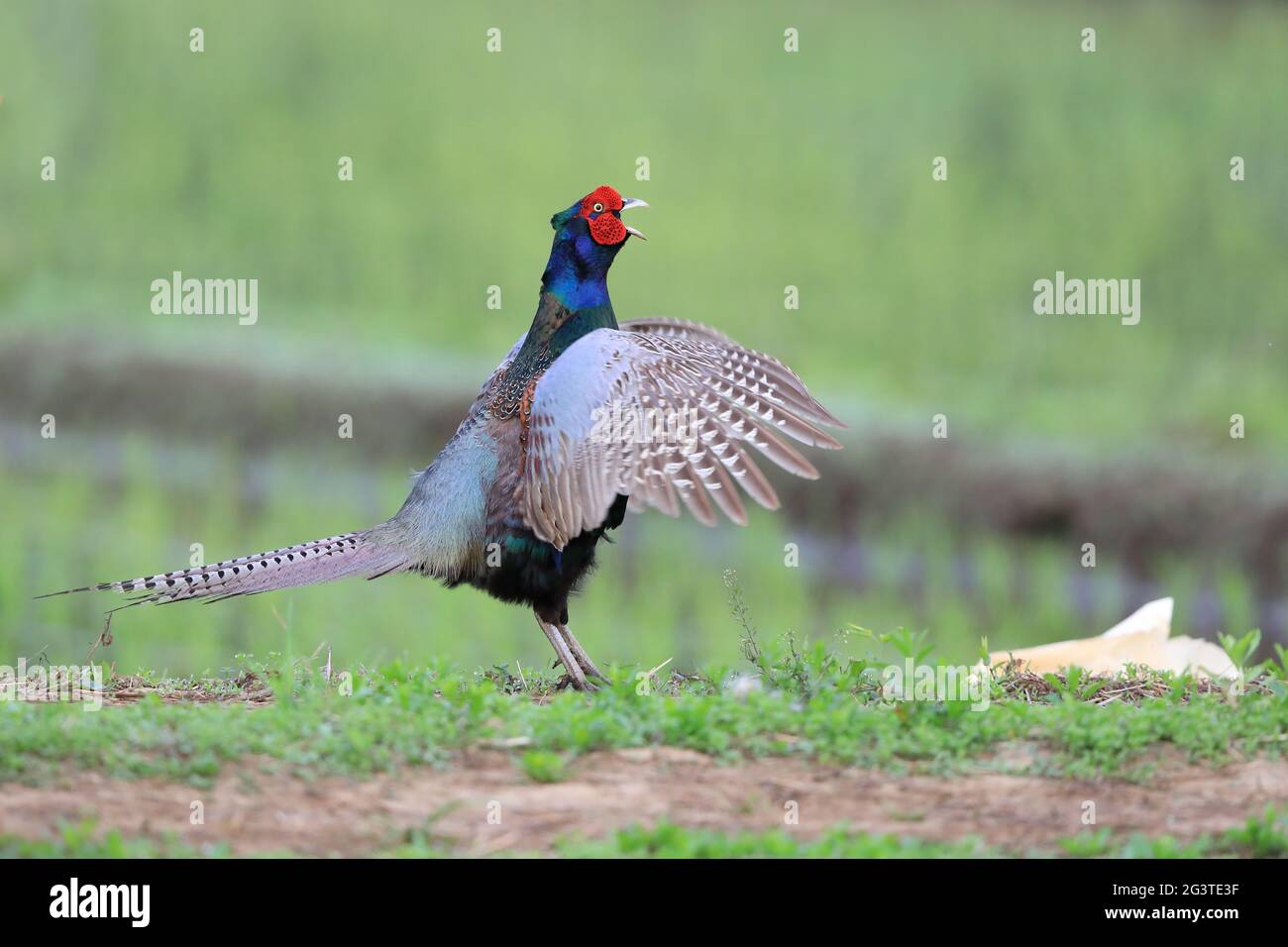 Phasianus Versicolor Stockfotos und -bilder Kaufen - Alamy