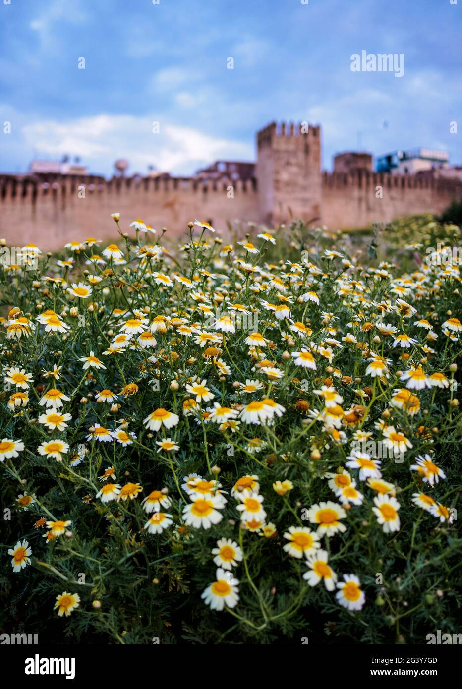 Blumen vor den Mauern der alten Medina von Fes, Region Fez-Meknes ...