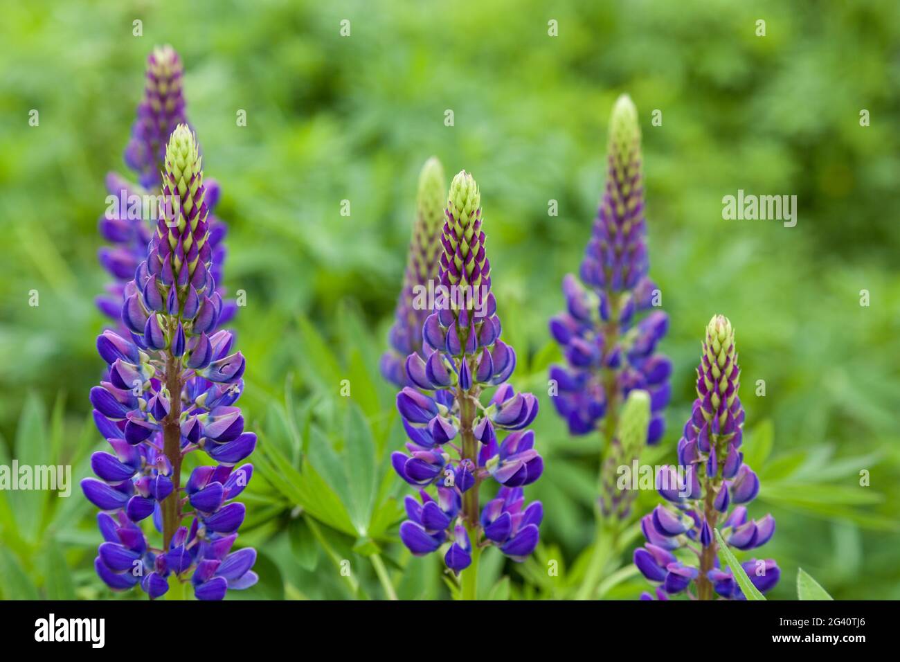 Wilde Lupinen (Lupinus Perennis Stockfotografie - Alamy Wilde Lupinen (Lupinus Perennis Stockfotografie - Alamy