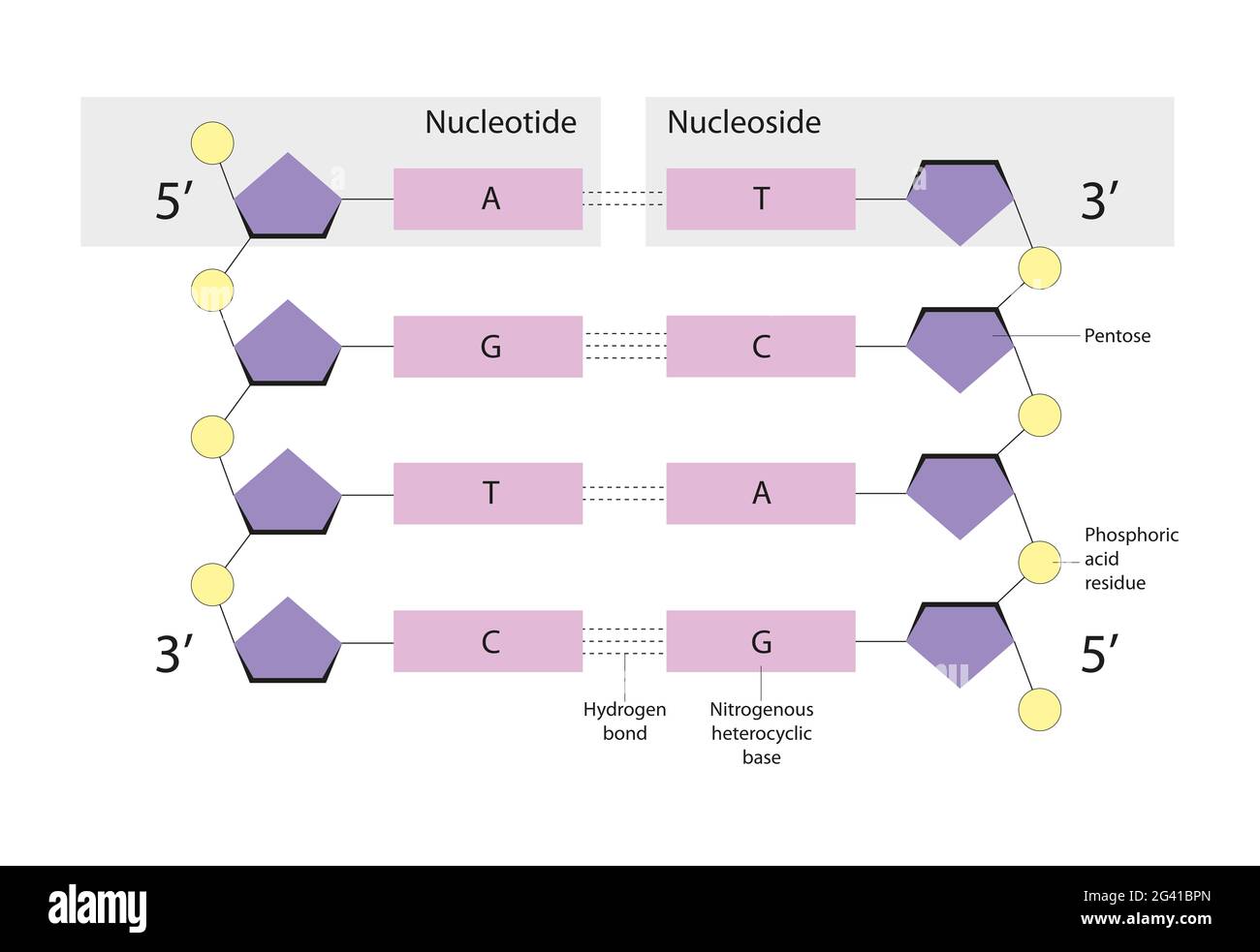Rna bindung -Fotos und -Bildmaterial in hoher Auflösung – Alamy