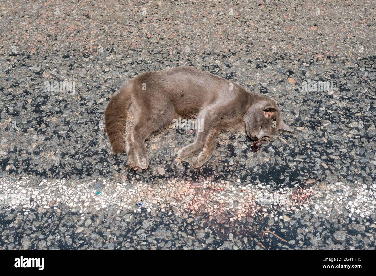Dead cat -Fotos und -Bildmaterial in hoher Auflösung – Alamy