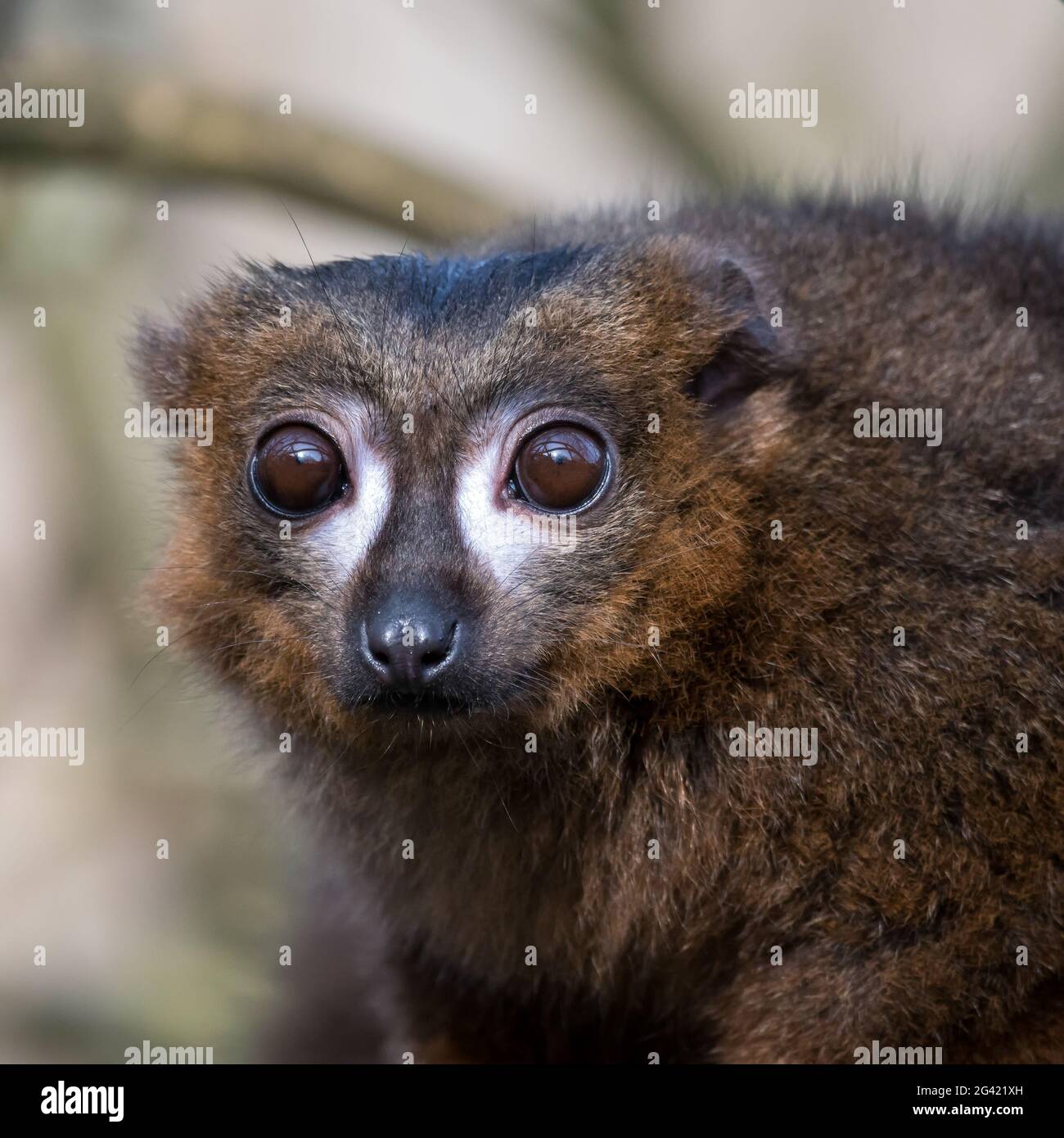 Eulemur macaco -Fotos und -Bildmaterial in hoher Auflösung – Alamy