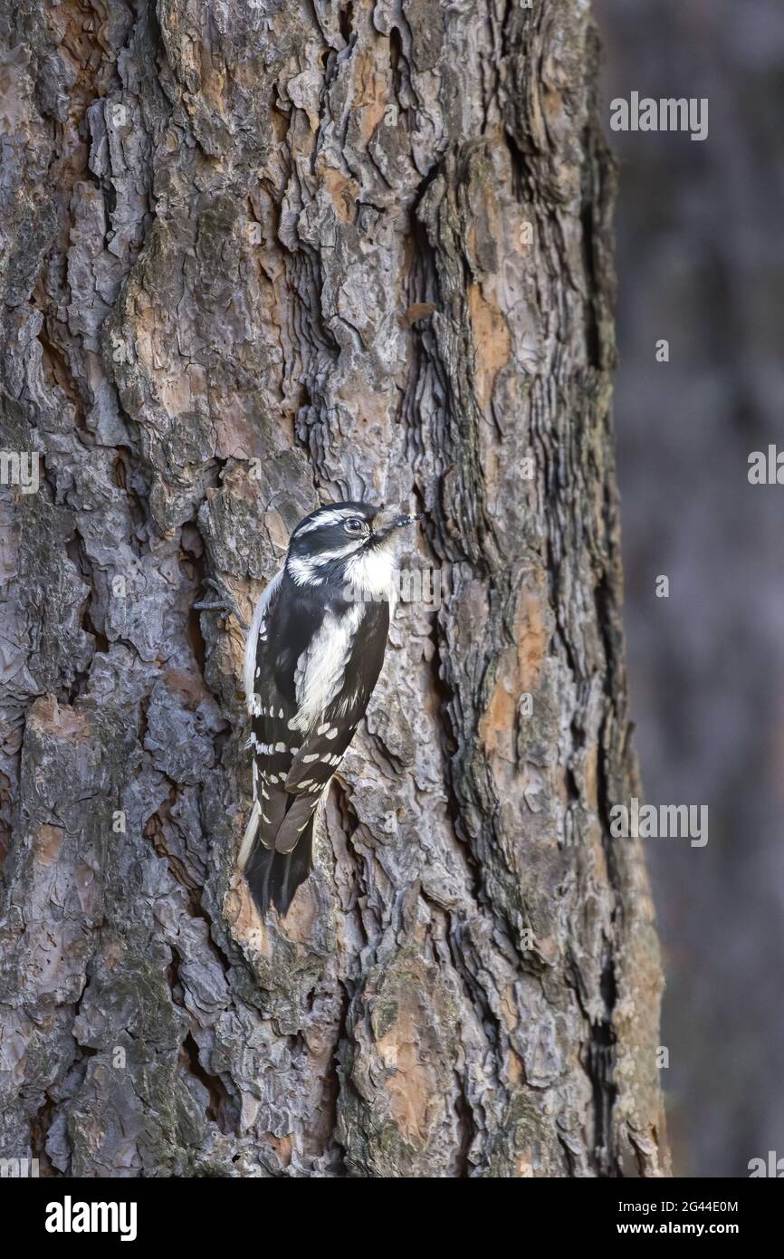 Small woodpecker -Fotos und -Bildmaterial in hoher Auflösung – Alamy