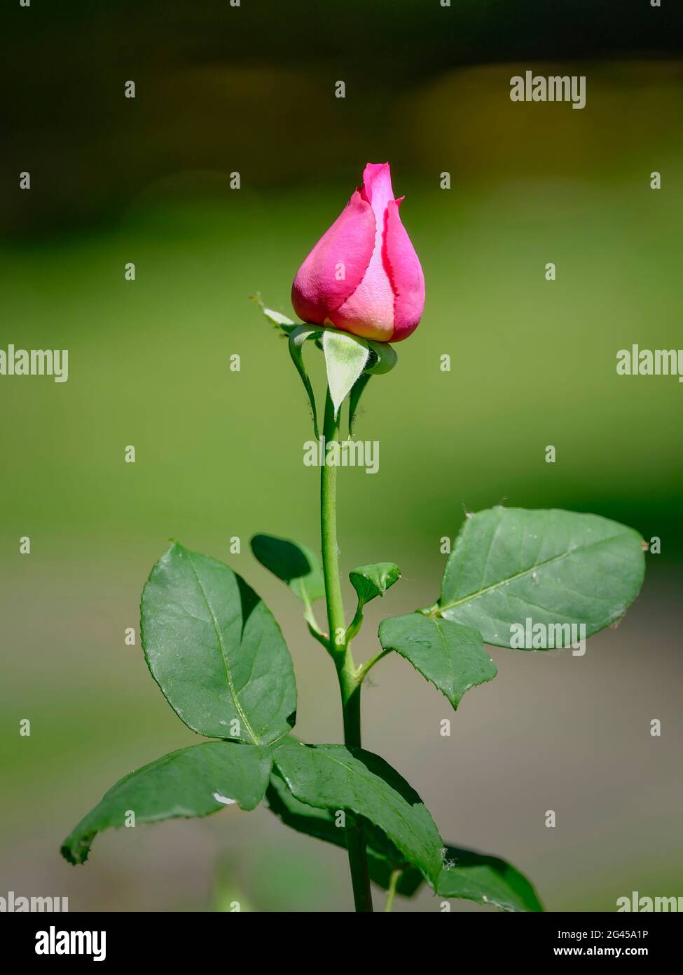 Knospe mädchen -Fotos und -Bildmaterial in hoher Auflösung – Alamy