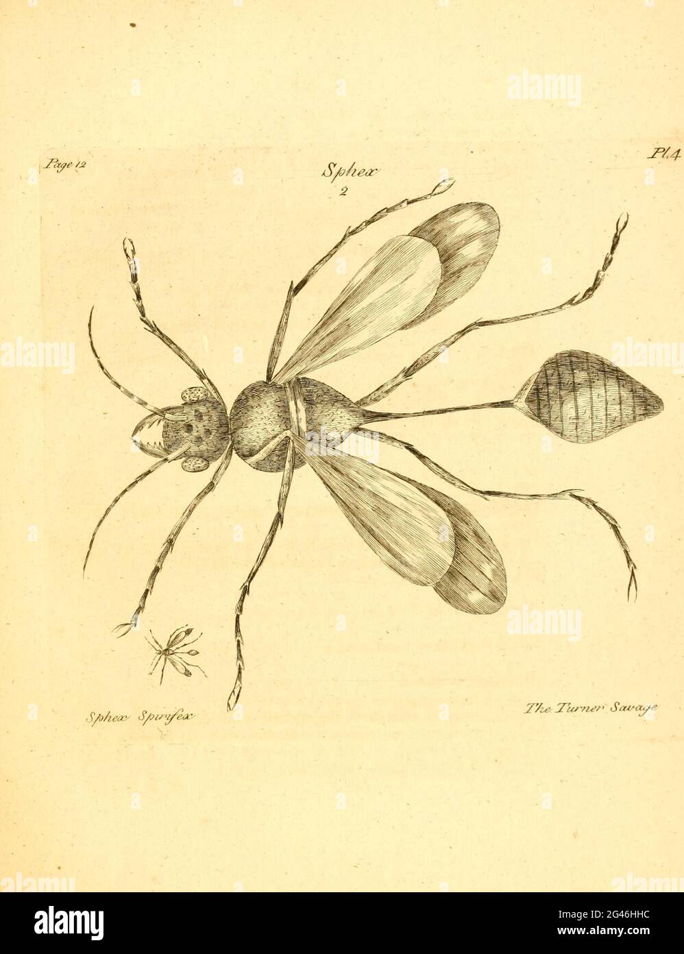 Wilhelm Engelmann Stockfotos und -bilder Kaufen - Alamy