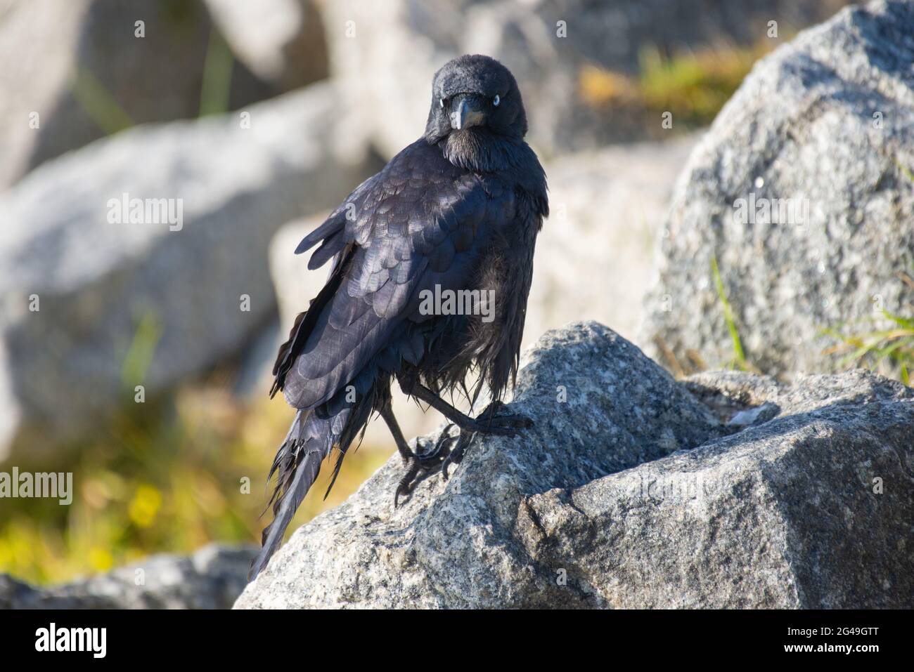 Vogelwelt melbourne -Fotos und -Bildmaterial in hoher Auflösung – Alamy