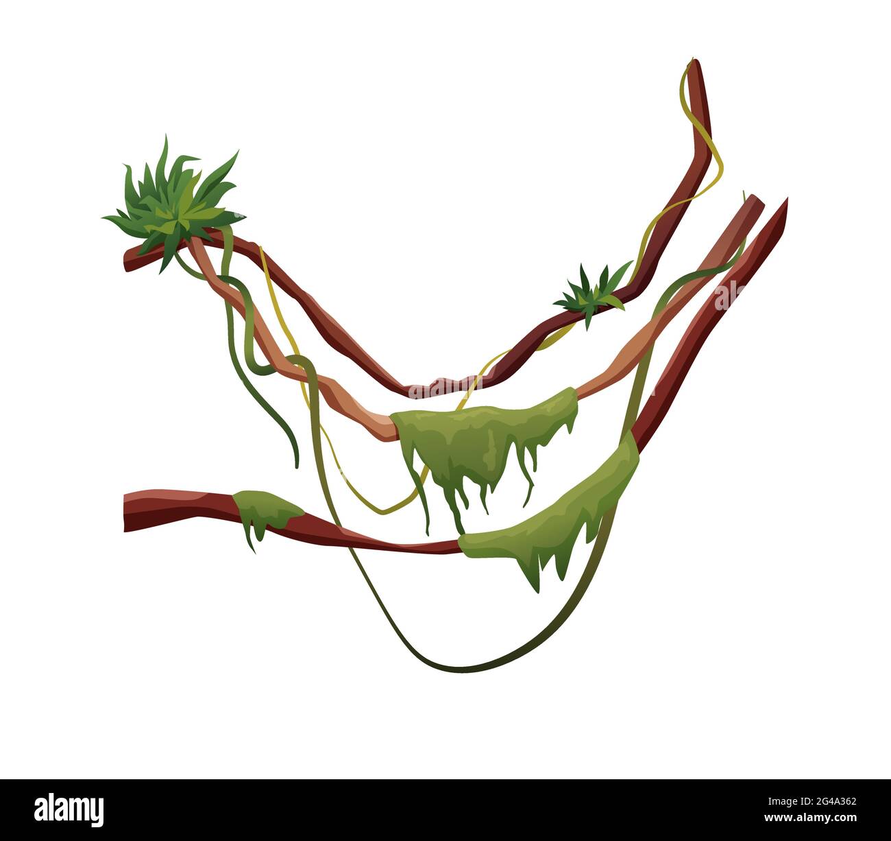 Liane urwald -Fotos und -Bildmaterial in hoher Auflösung – Alamy