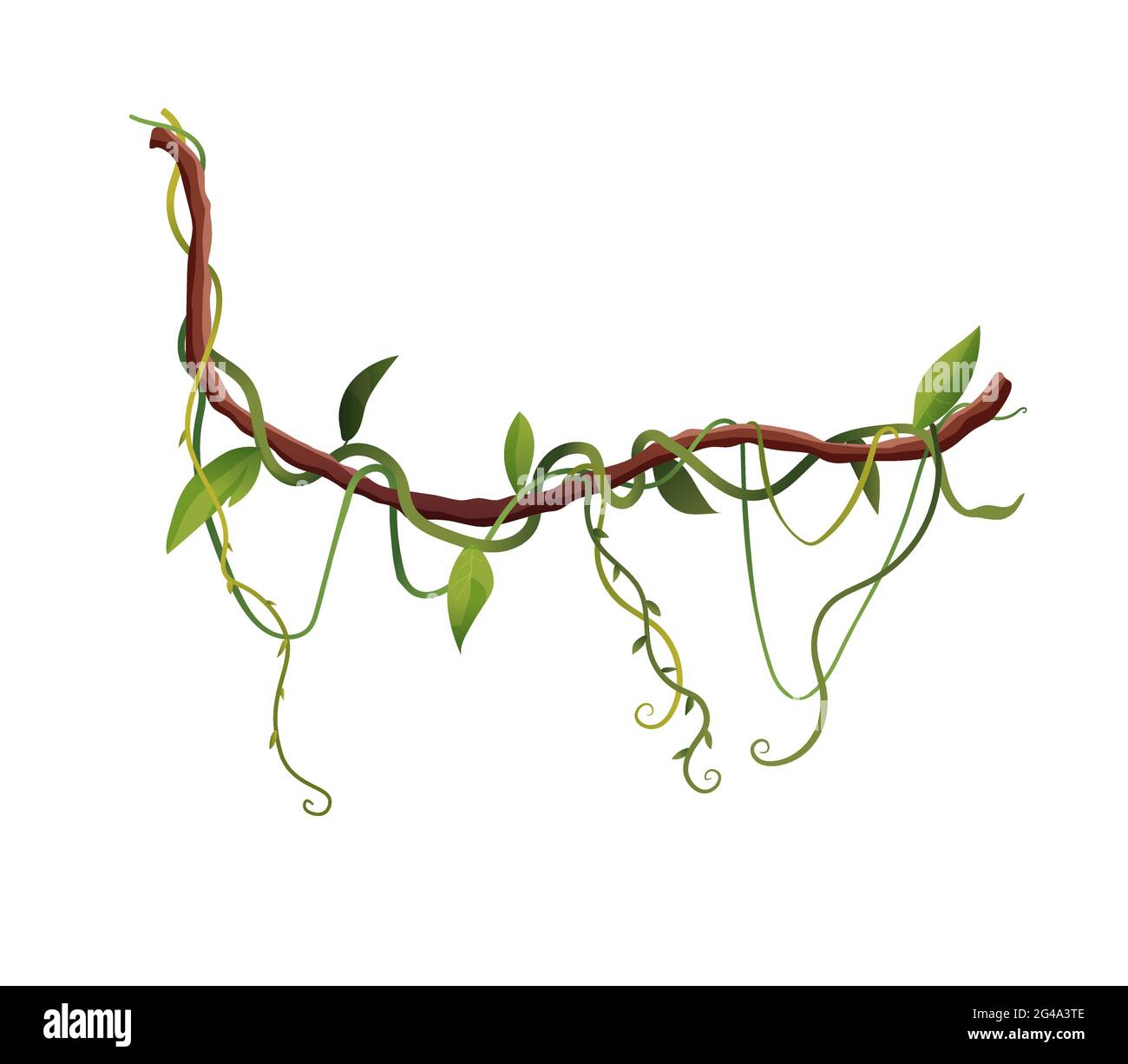 Lianen pflanzen illustration Stock-Vektorgrafiken kaufen - Alamy