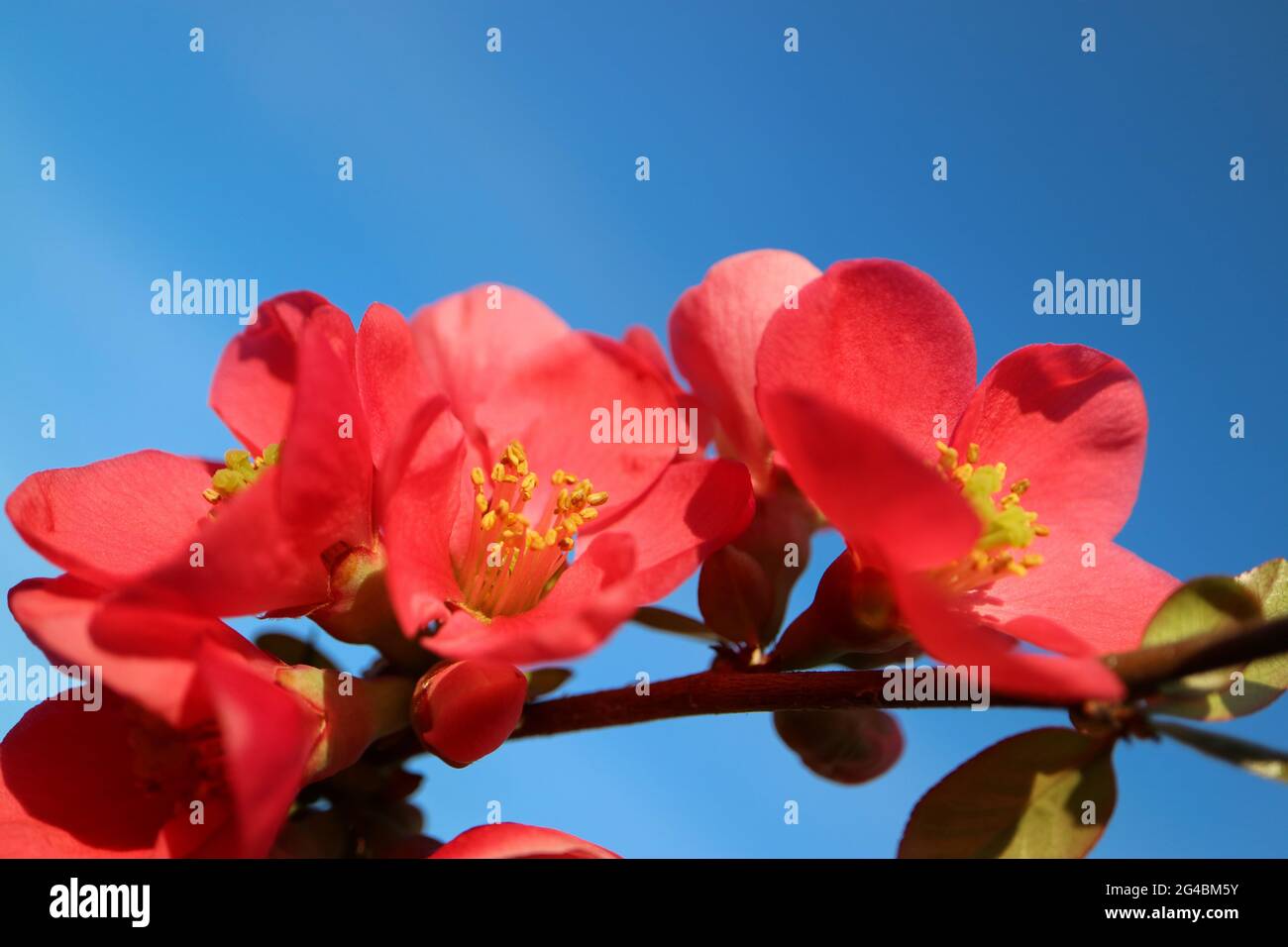 Rote japanische quitte -Fotos und -Bildmaterial in hoher Auflösung – Alamy