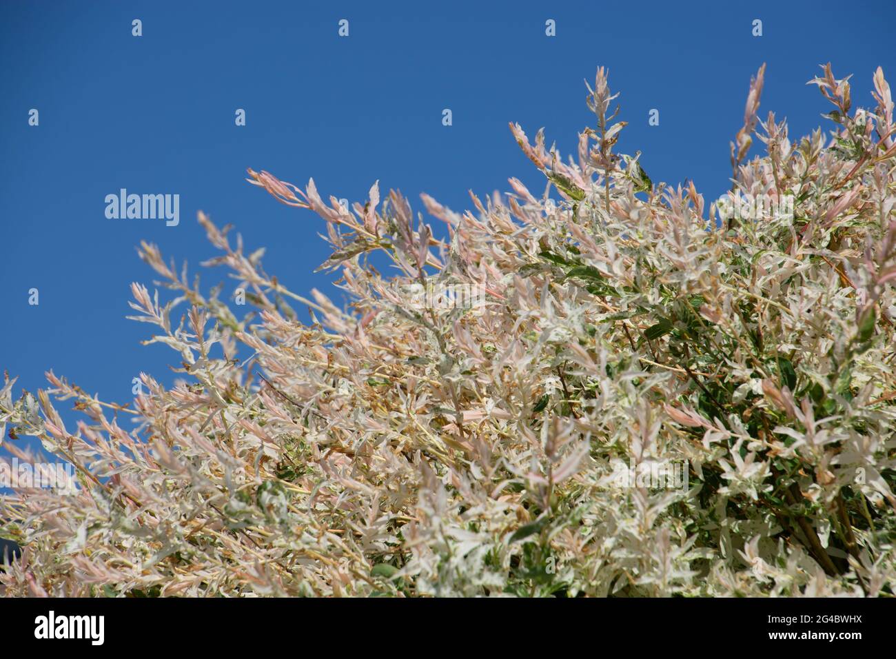 Rosa bunte weiden -Fotos und -Bildmaterial in hoher Auflösung – Alamy