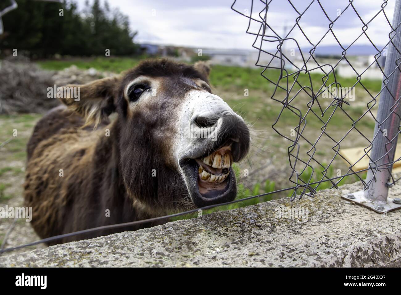 Lachender Esel Stockfotos und -bilder Kaufen - Alamy