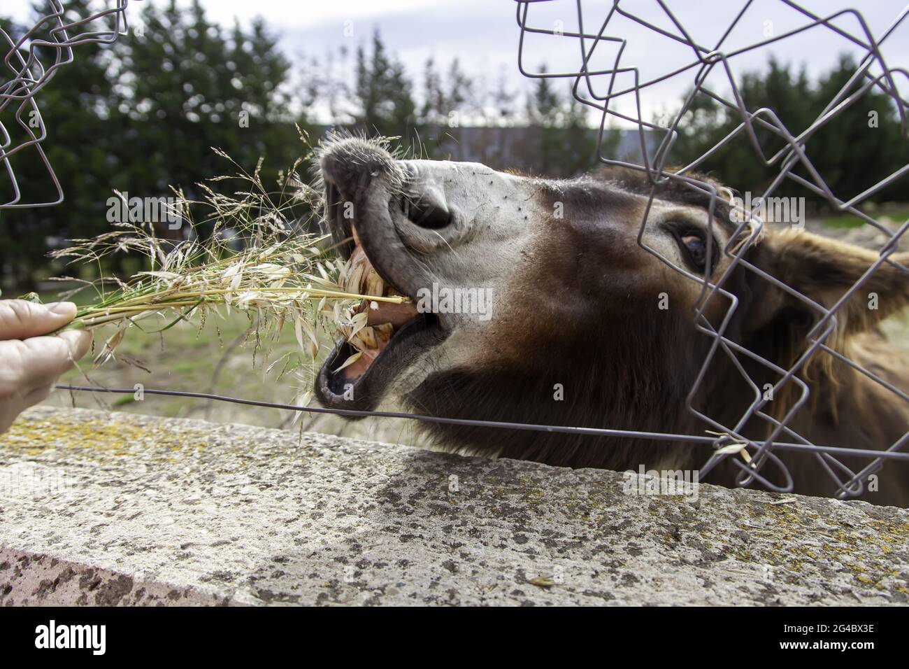 Lachender Esel Stockfotos und -bilder Kaufen - Alamy
