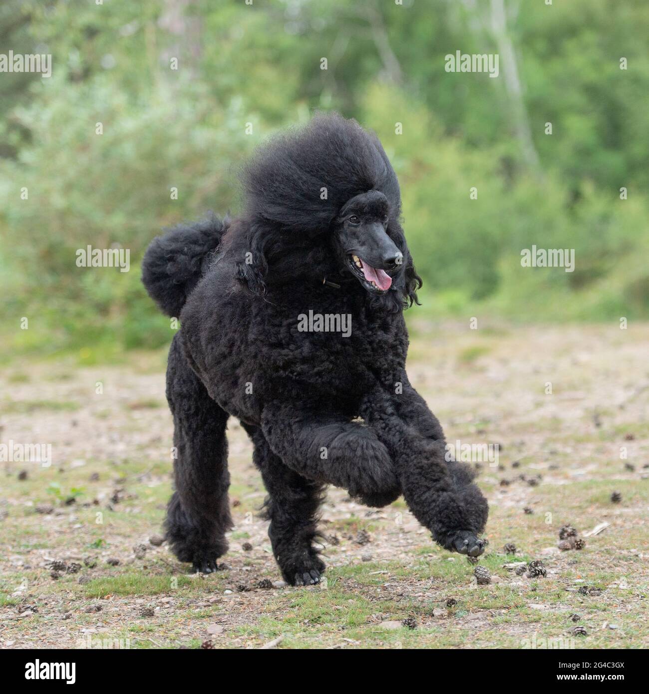 Pudel zeigen -Fotos und -Bildmaterial in hoher Auflösung - Seite 2 - Alamy
