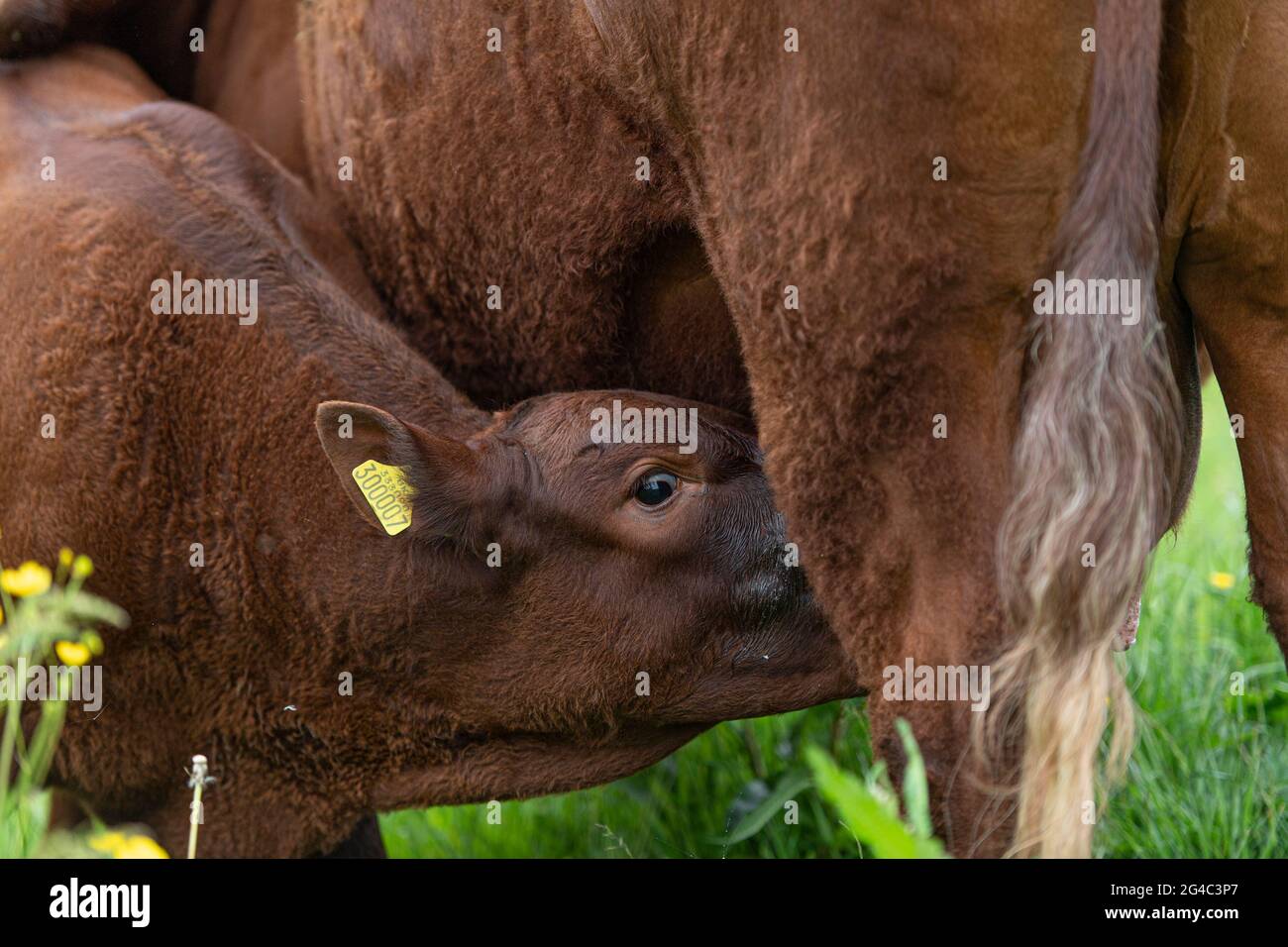 Fleisch von der kuh -Fotos und -Bildmaterial in hoher Auflösung – Alamy
