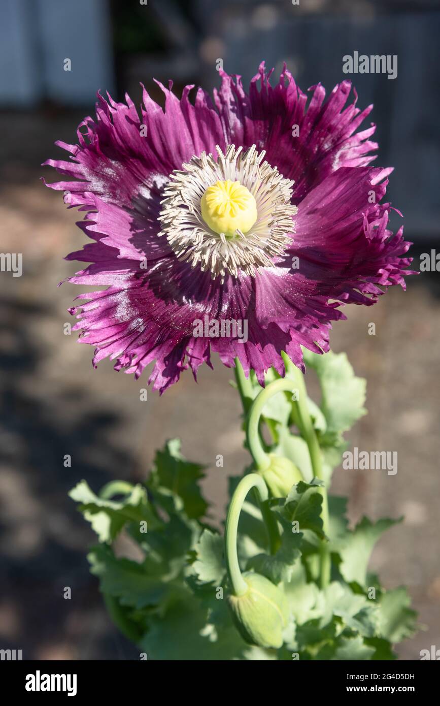 Lila mohnblume -Fotos und -Bildmaterial in hoher Auflösung – Alamy