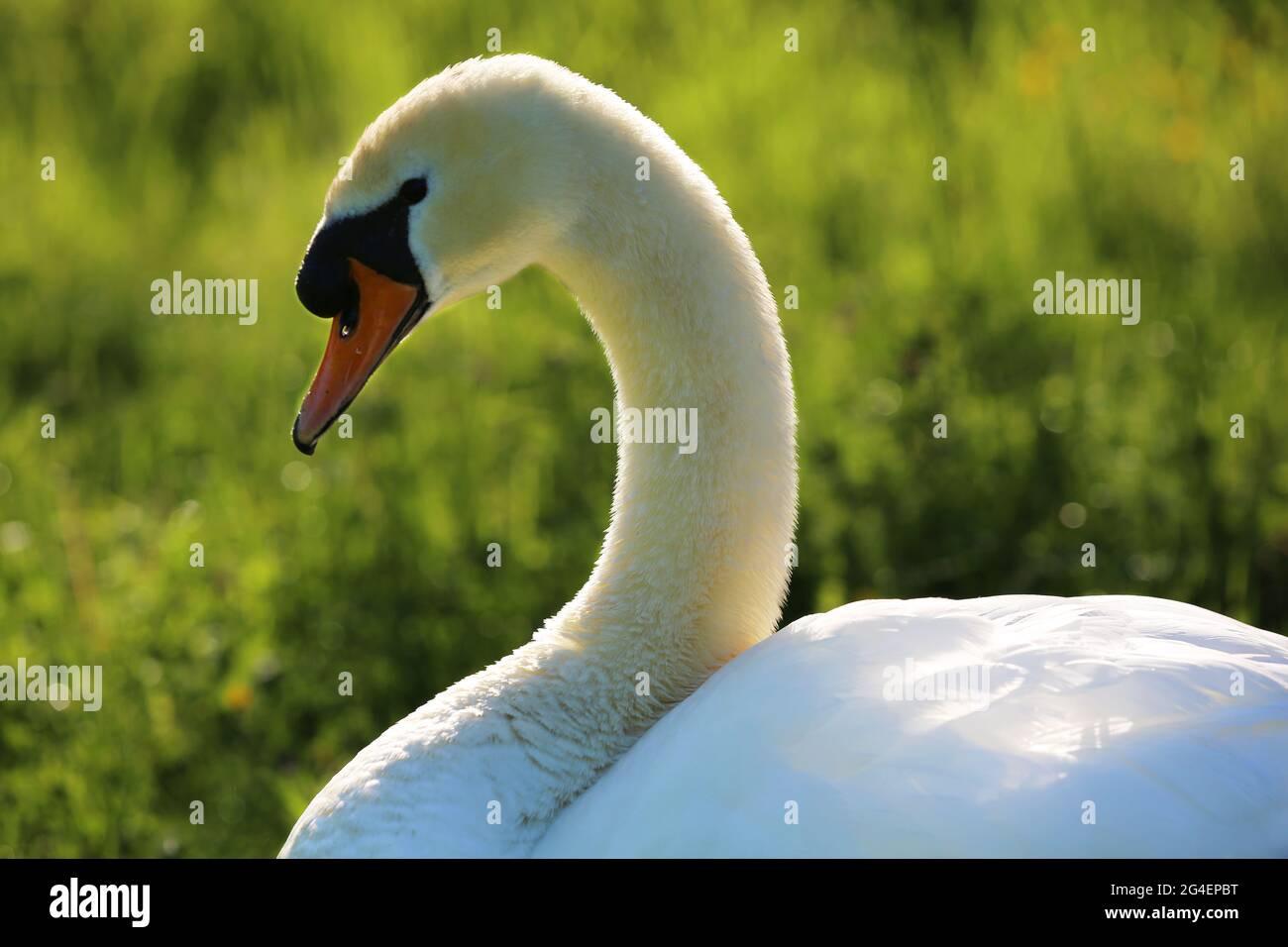 Roter hals -Fotos und -Bildmaterial in hoher Auflösung – Alamy