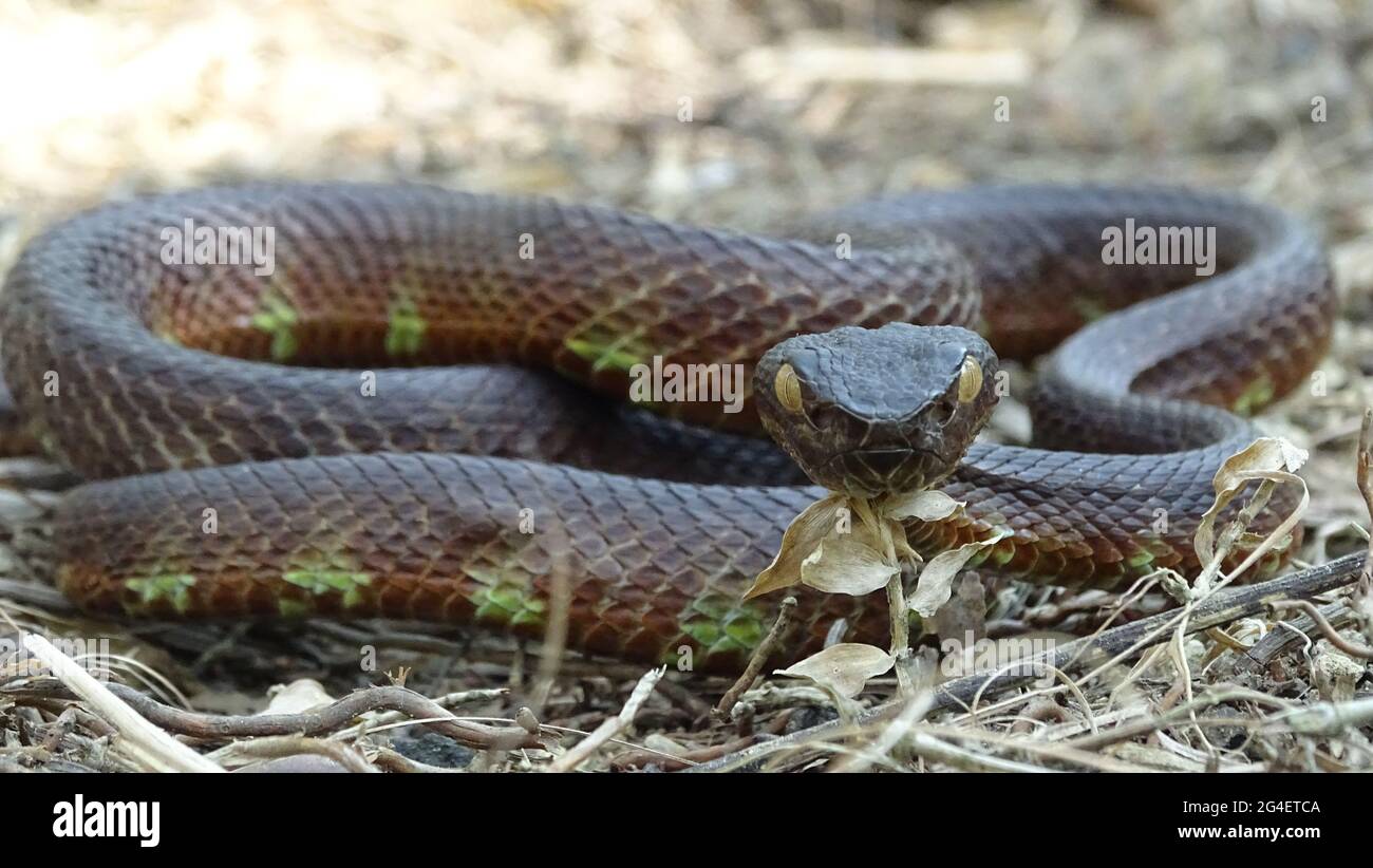 Andaman Pit Viper Ganzkörperaufnahme, Trimeresurus andersonii, Theobald ...