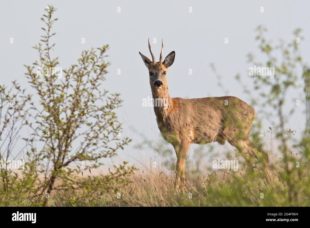 Europäisches Reh (Capreolus capreolus), Emsland, Niedersachsen ...