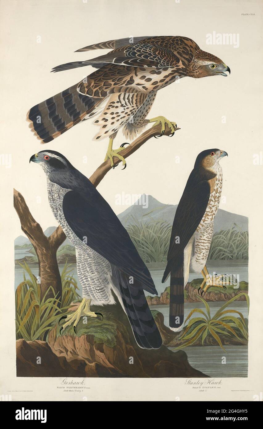 Stanley hawk -Fotos und -Bildmaterial in hoher Auflösung – Alamy