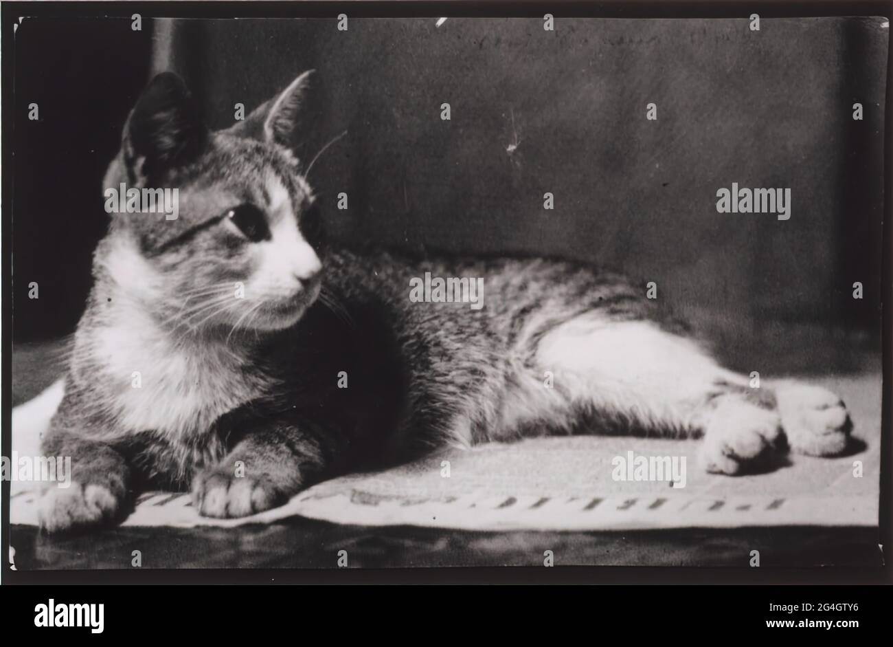 Thomas die katze -Fotos und -Bildmaterial in hoher Auflösung – Alamy