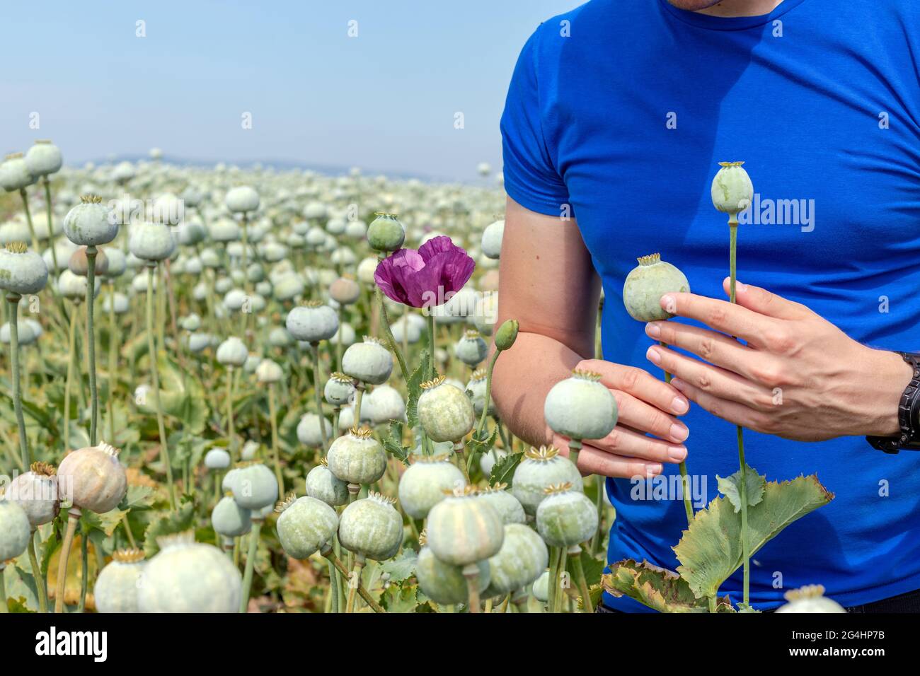Agronom oder Landwirt im Mohnfeld, der die Ernte untersucht. Kontrolle ...